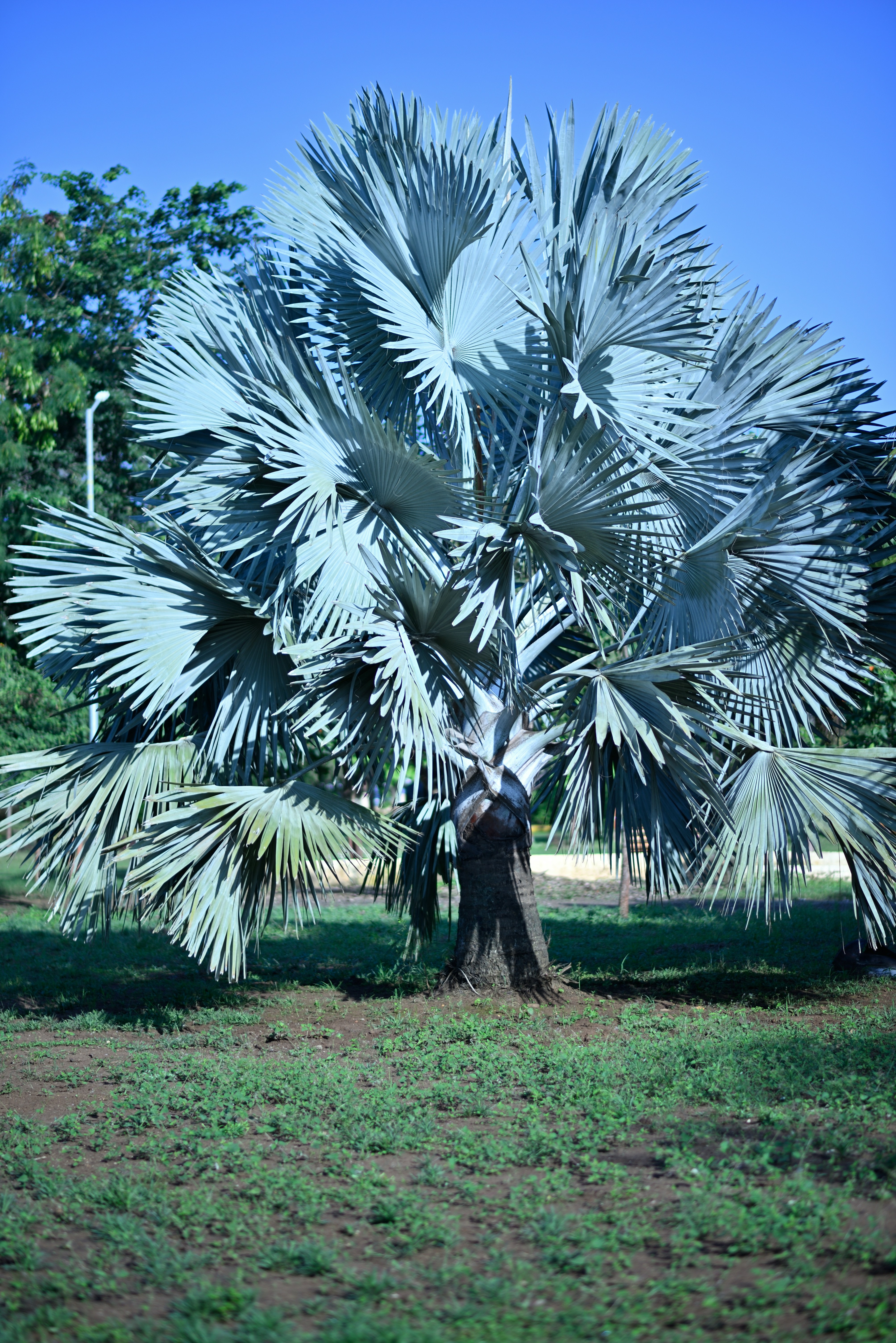 Azure Crown Palm under a Clear Noon Sky