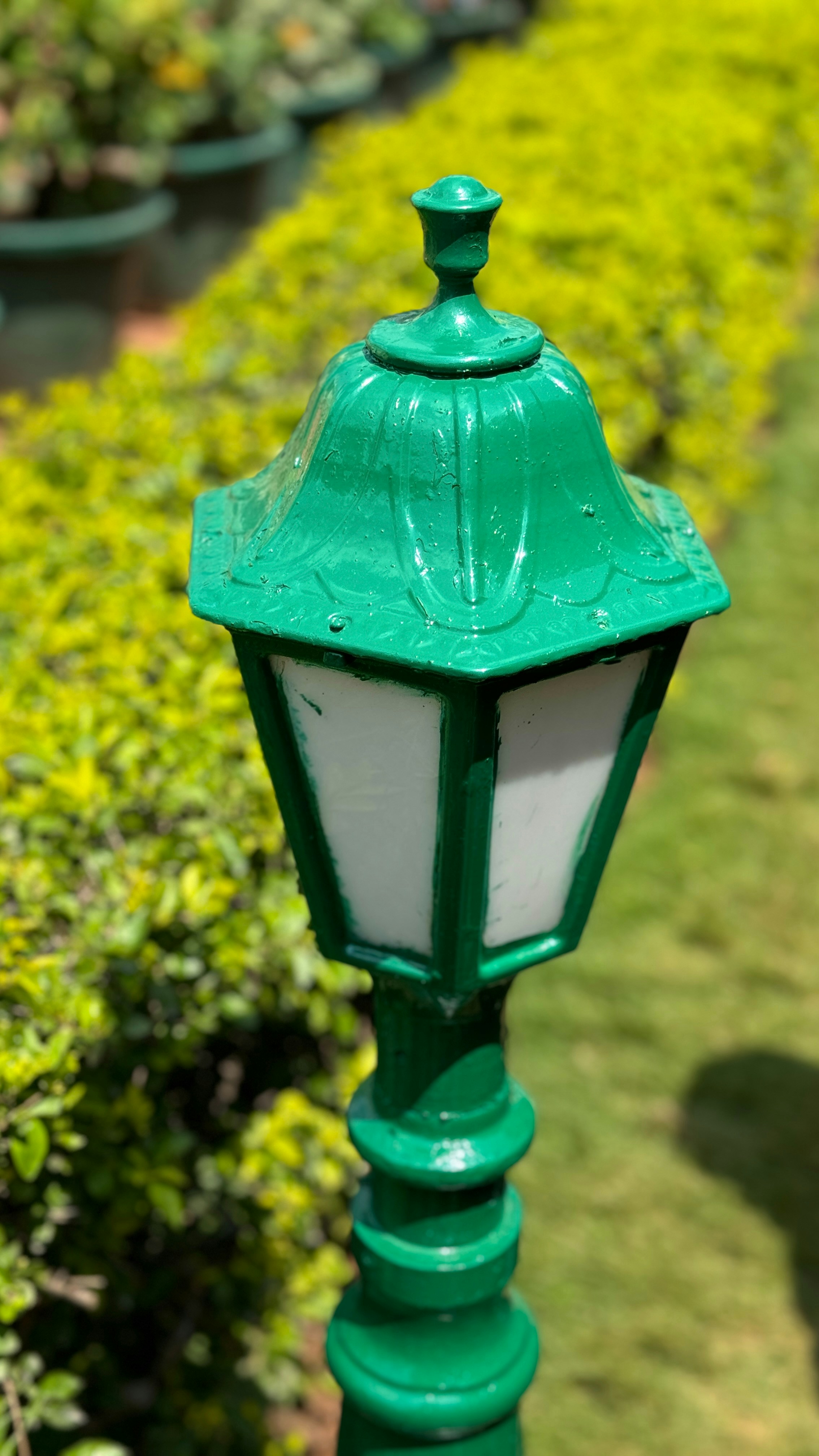 Emerald Lantern in a Sunlit Hedge Lane