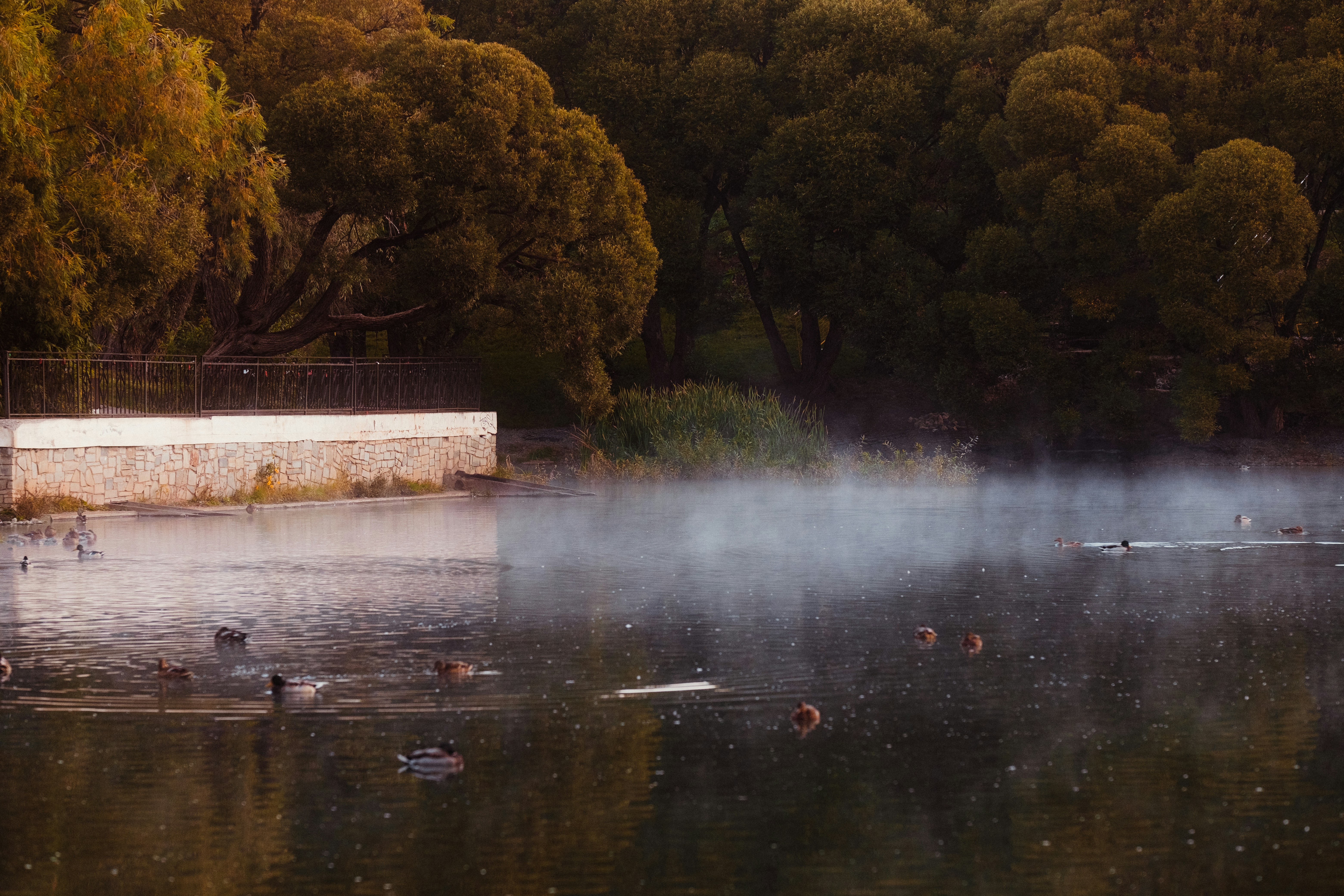 Misty Morning Reflections by the Lake