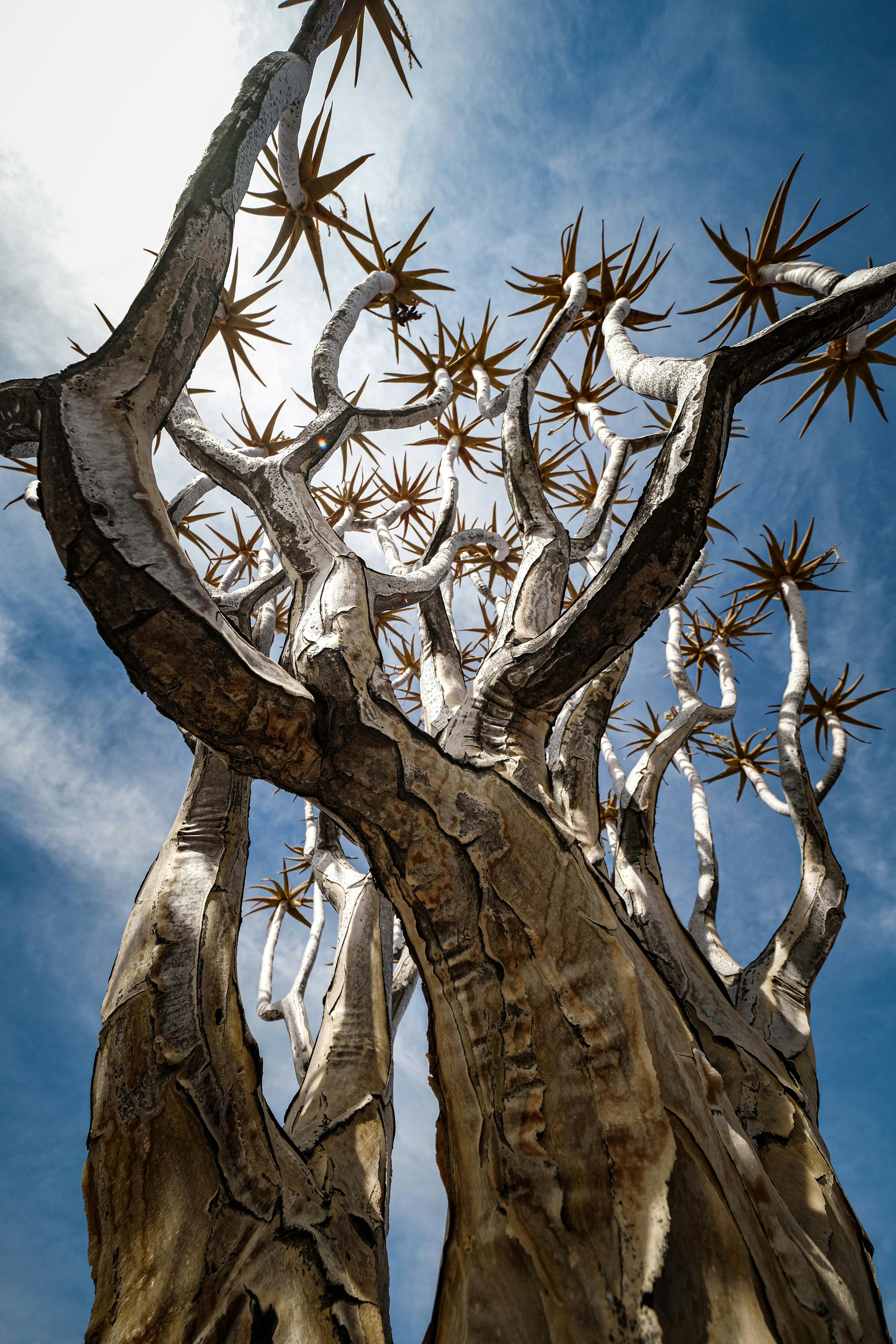 A very tall tree with lots of plants growing out of it photo – Free ...