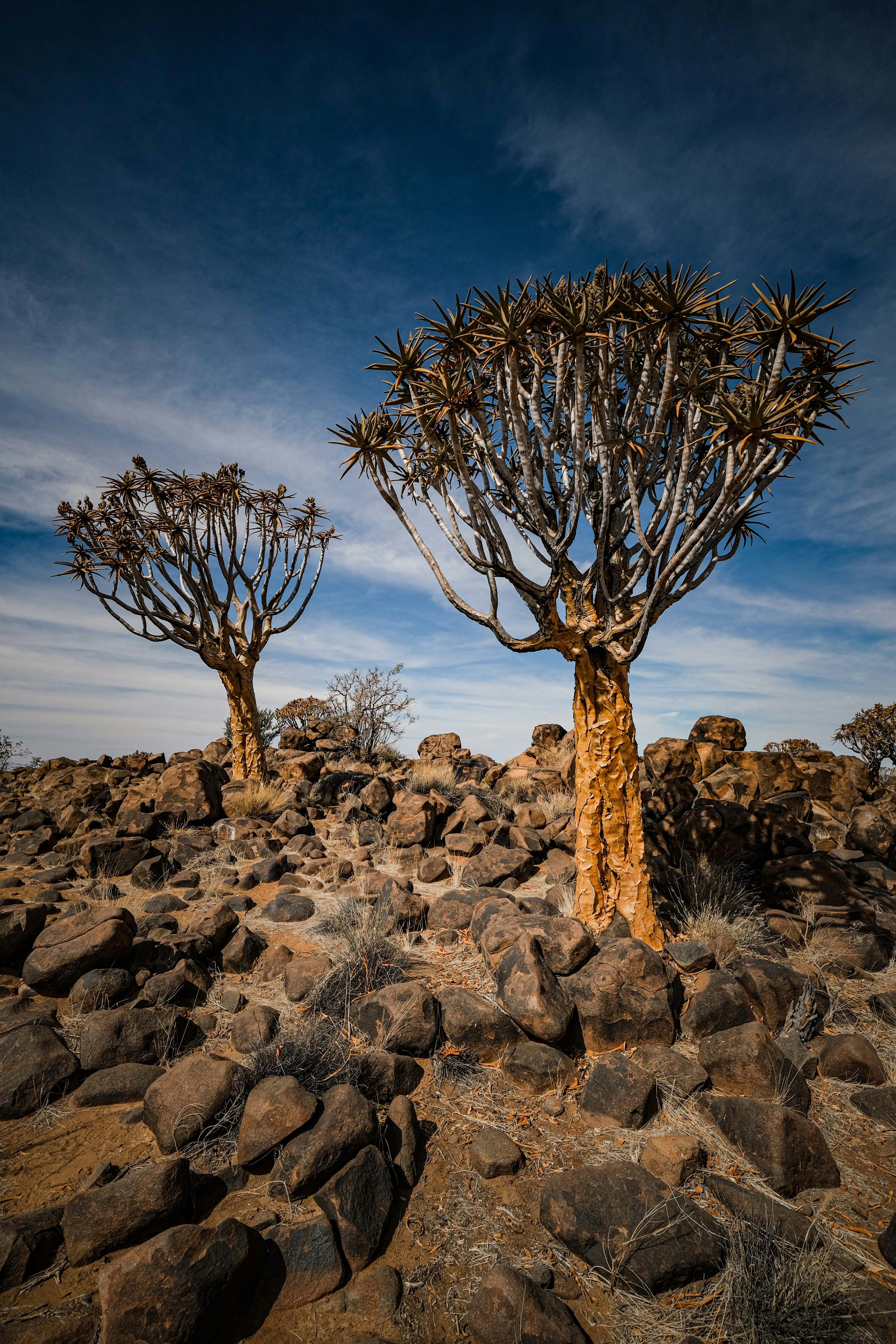 A couple of trees that are standing in the dirt photo – Free Plant ...