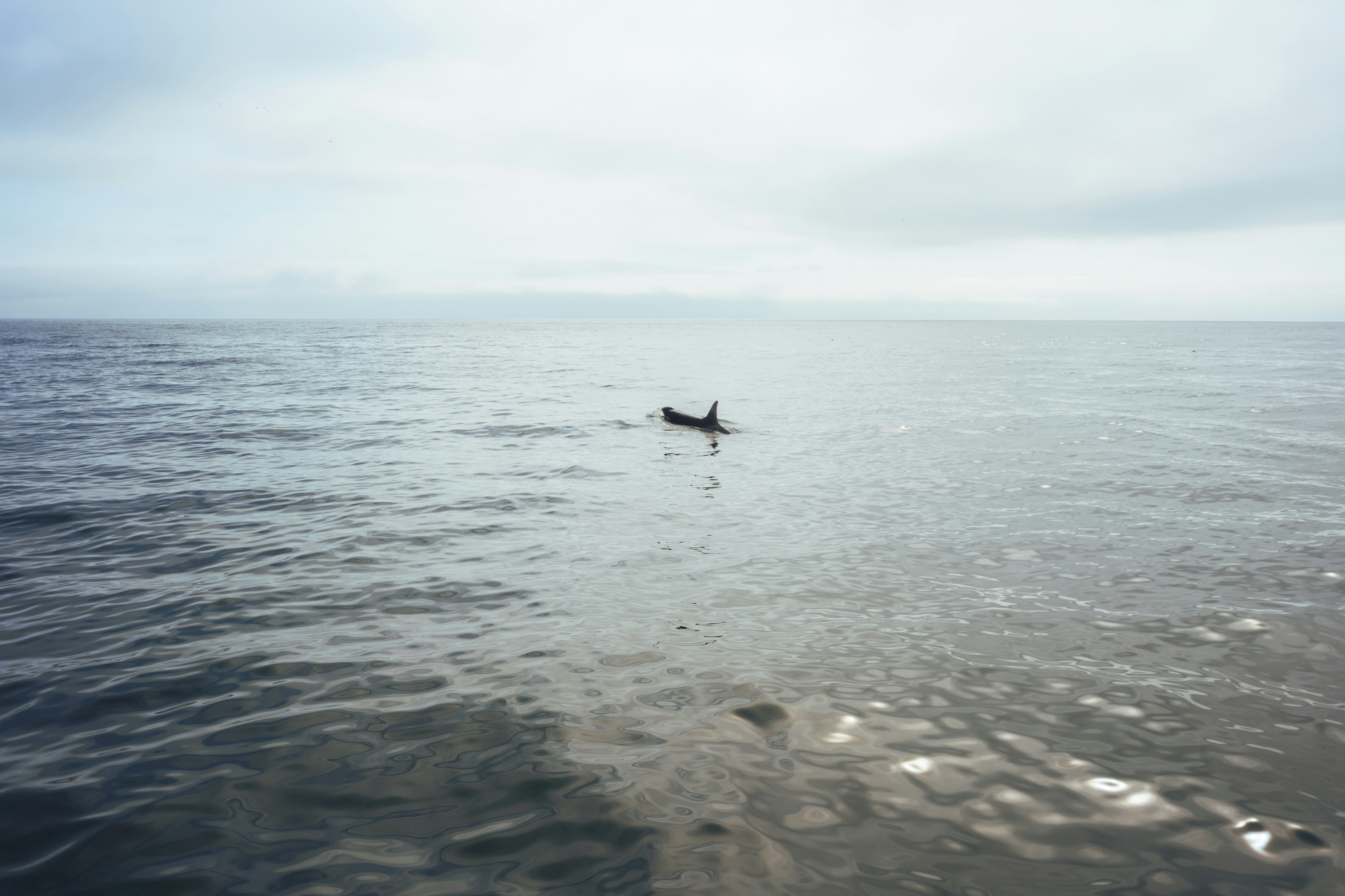 Photo by Red Shuheart with Sony Alpha 7C