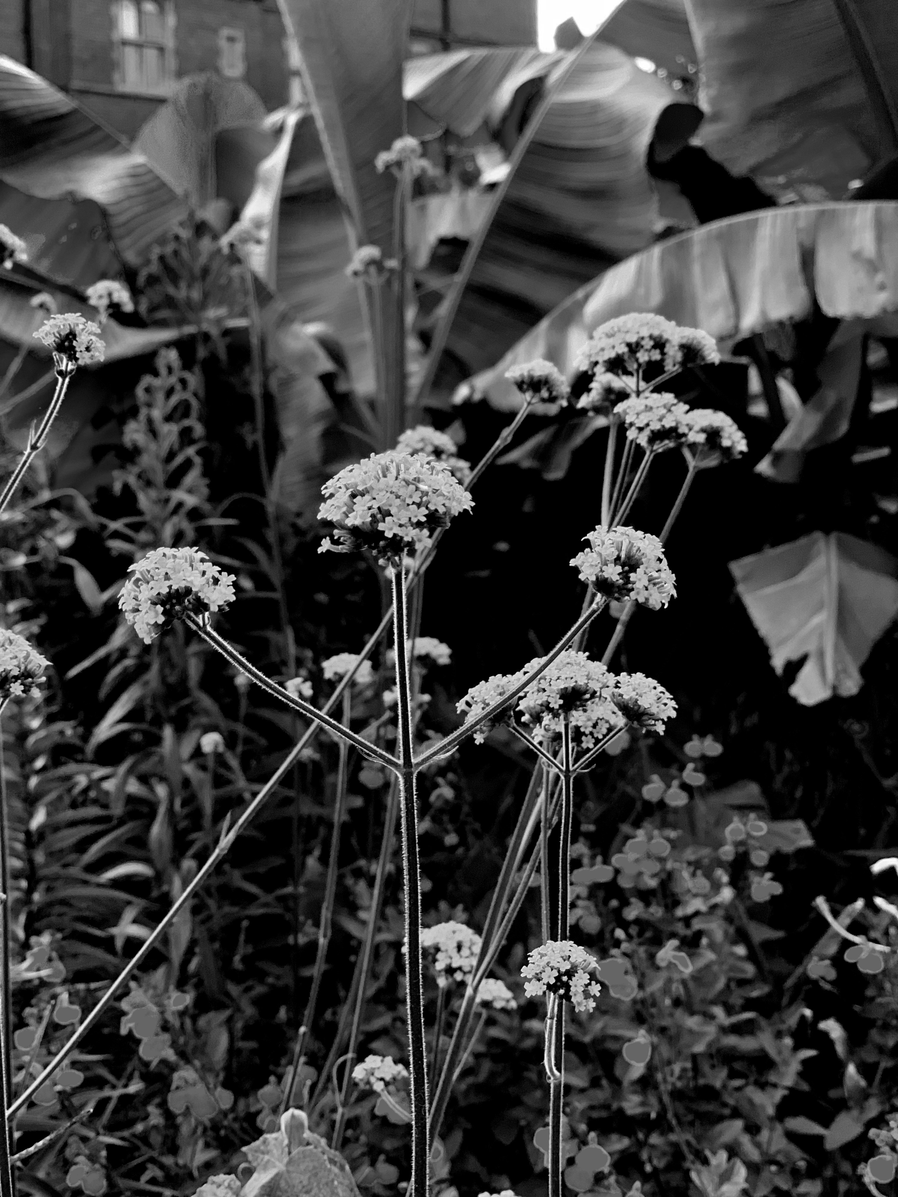 Whispering Umbels: A Monochrome Study of Garden Geometry