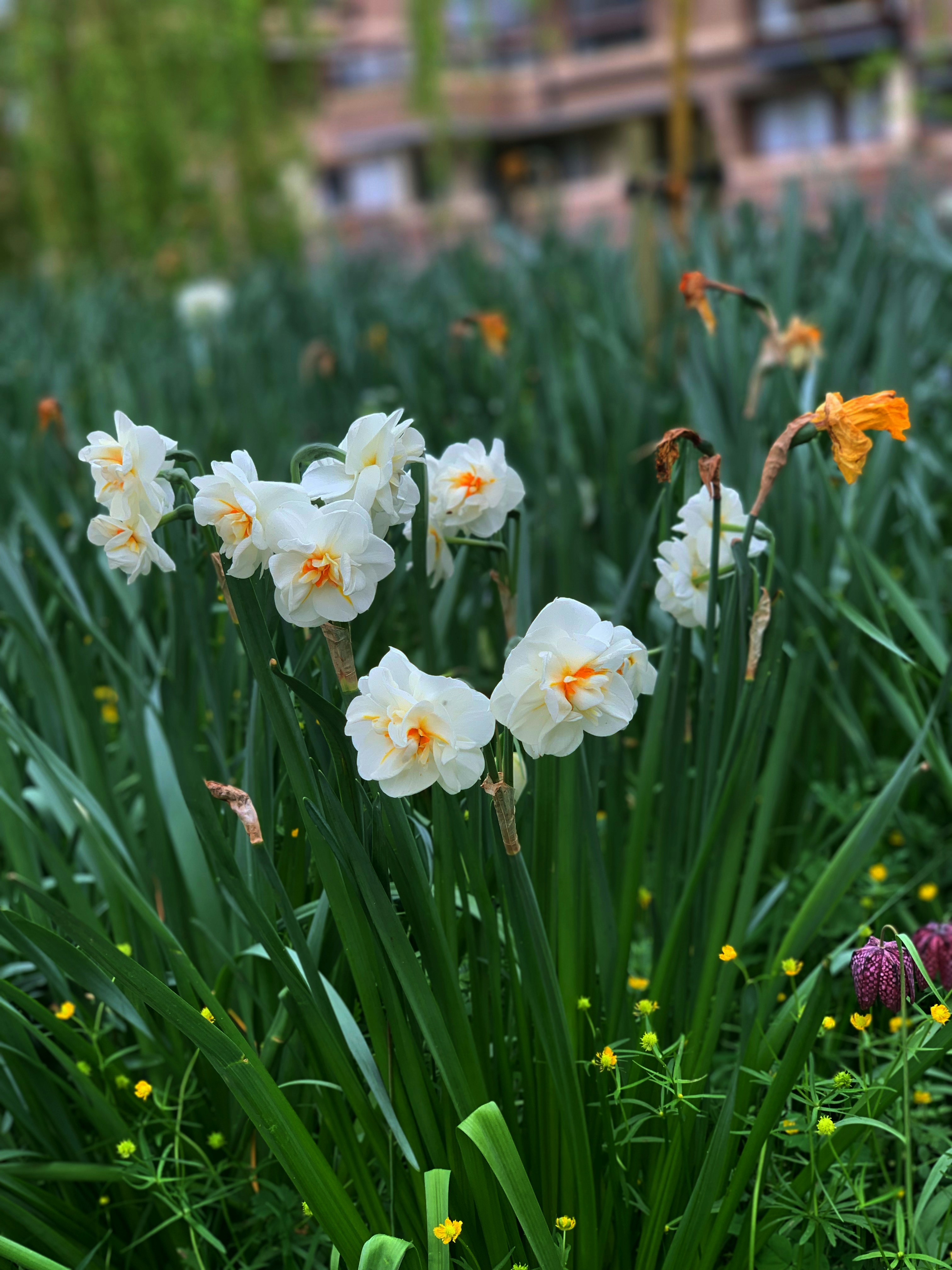White daffodils in a sunlit garden with blurred background