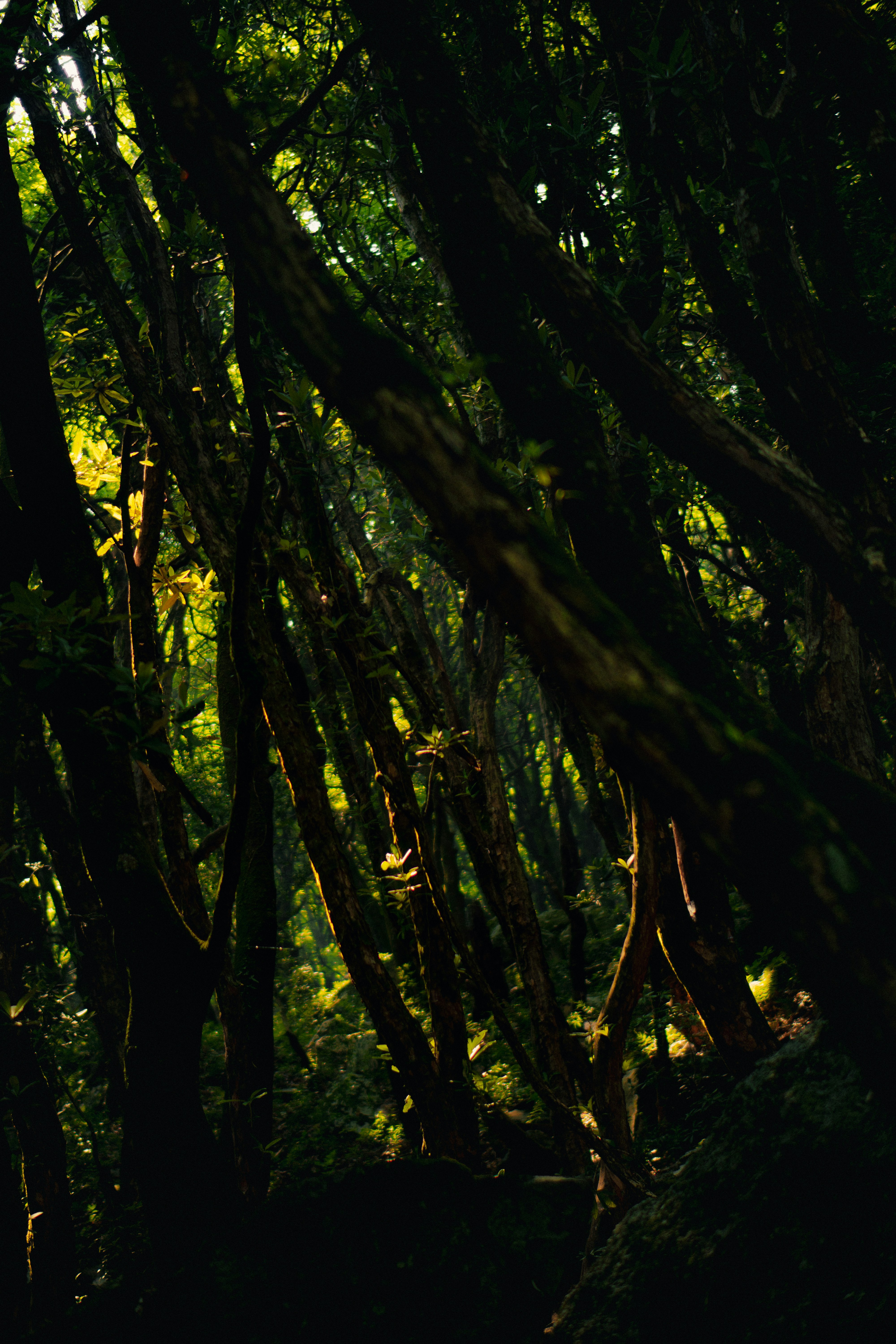 Deep Jungle Pictures | Download Free Images on Unsplash