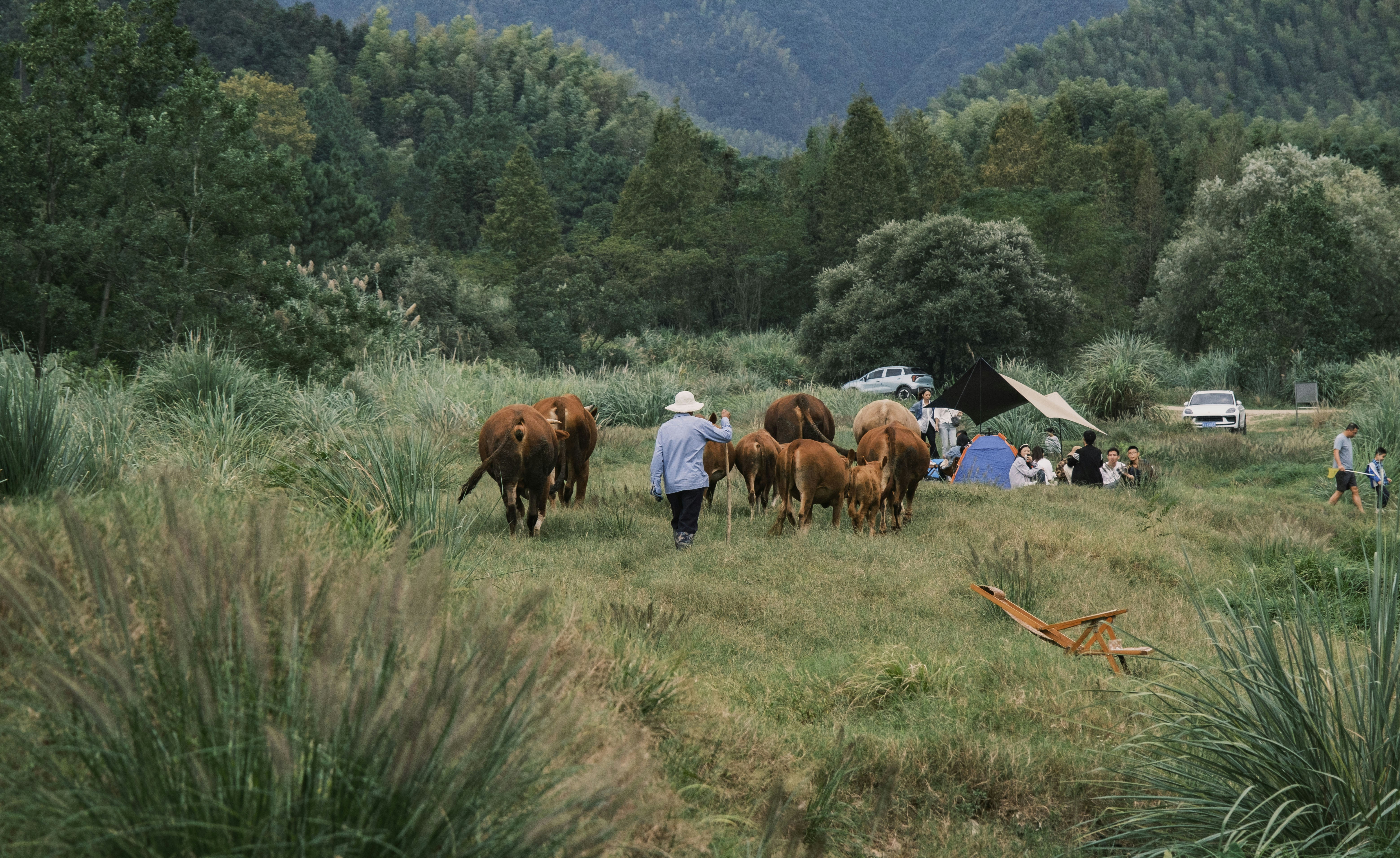Pasture Rendezvous: A Herd, a Herder, and a Makeshift Camp