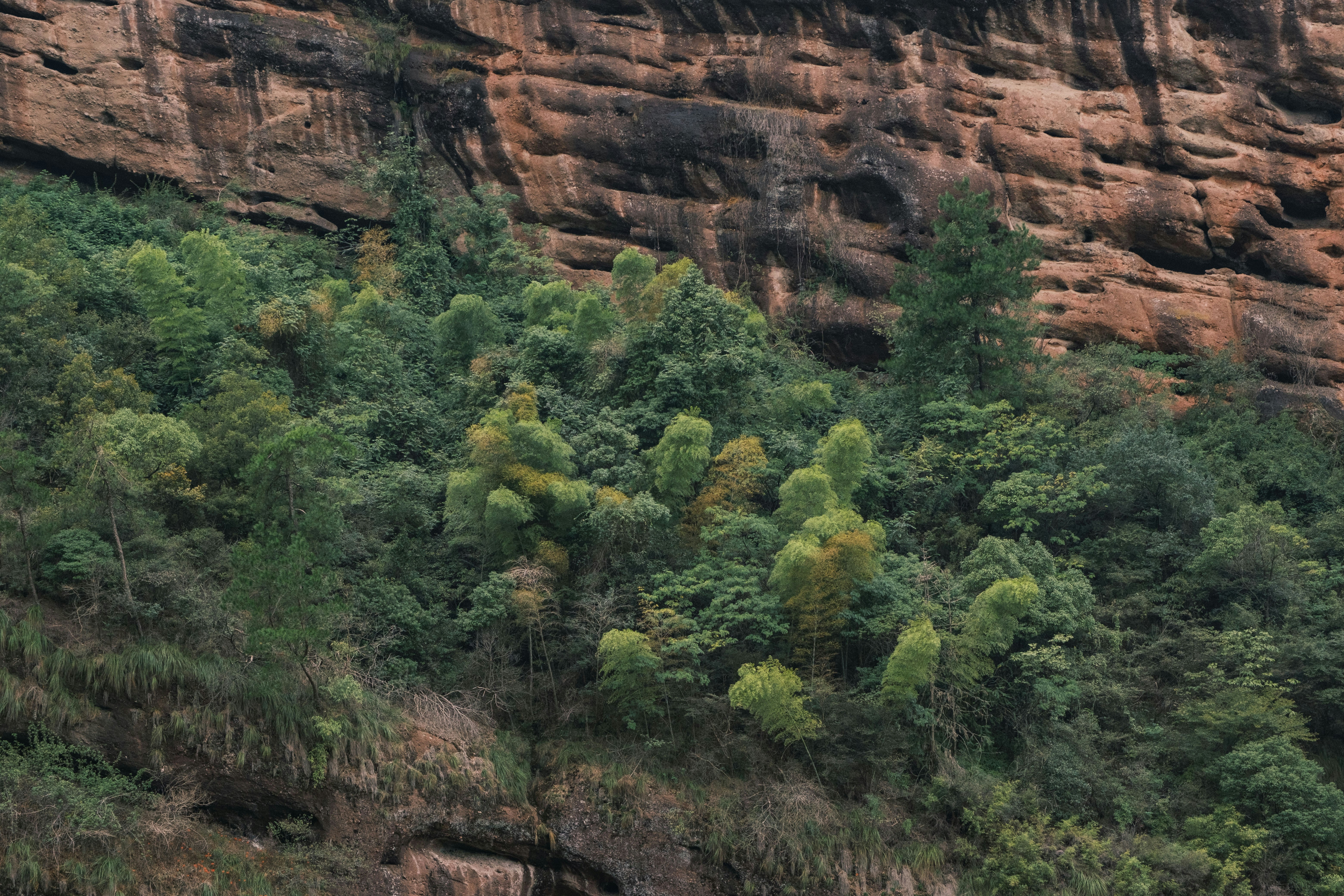 A mountain side with trees growing on the side of it photo – Free ...