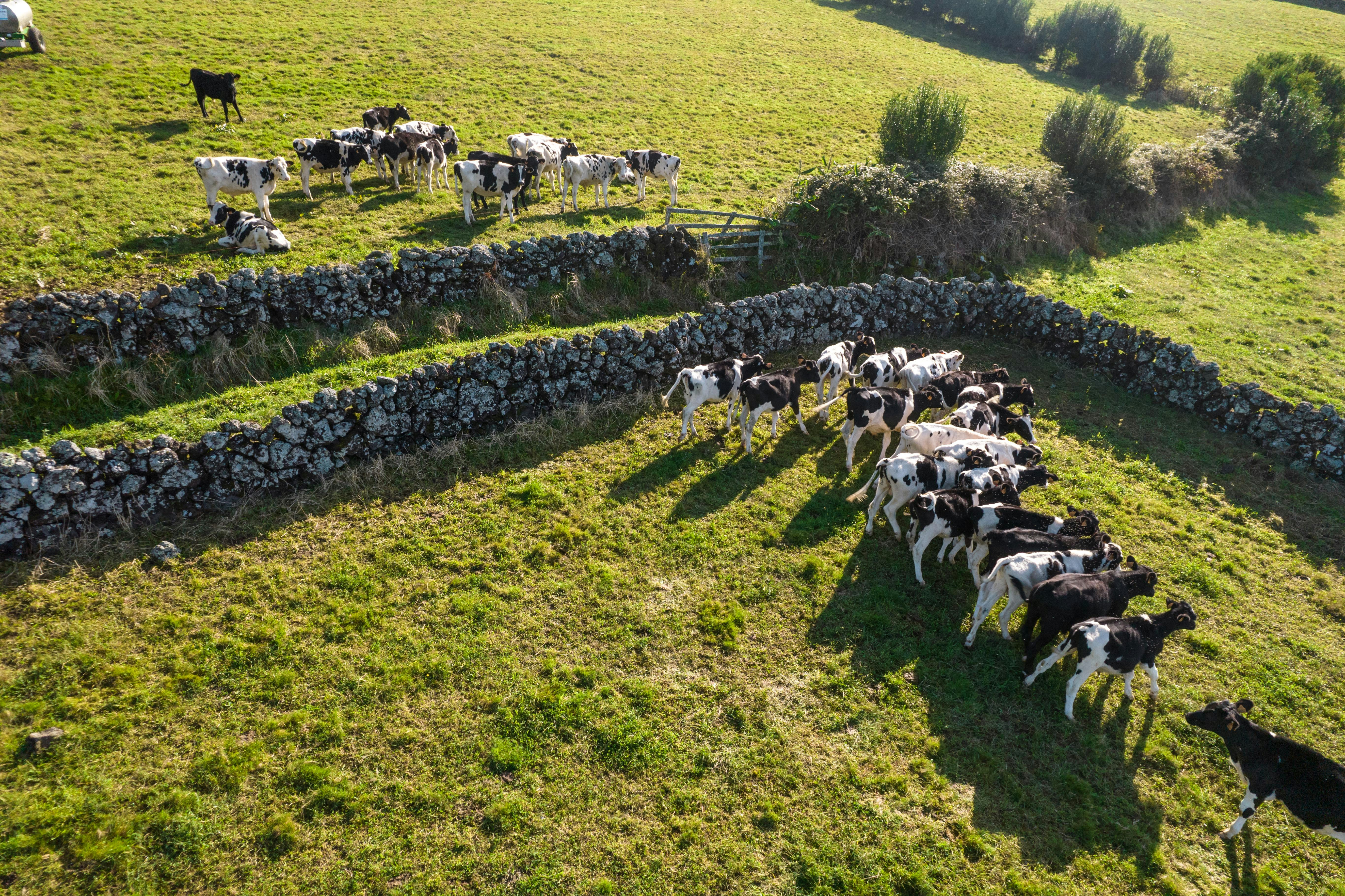 Sunlit Rings: Cattle Gather in Dry-Stone Corrals