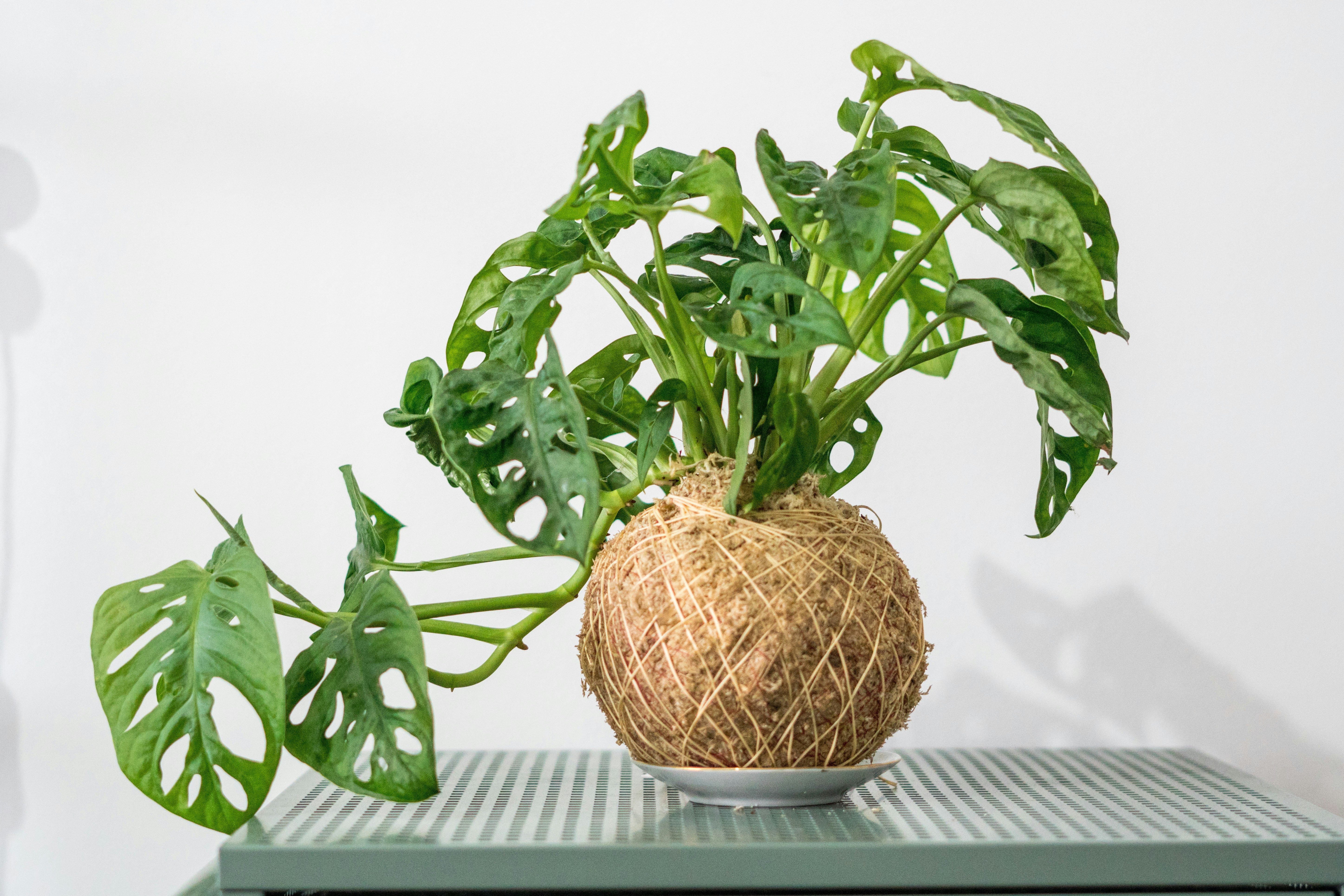 Photo by Antonio Araujo with Sony Alpha 6300