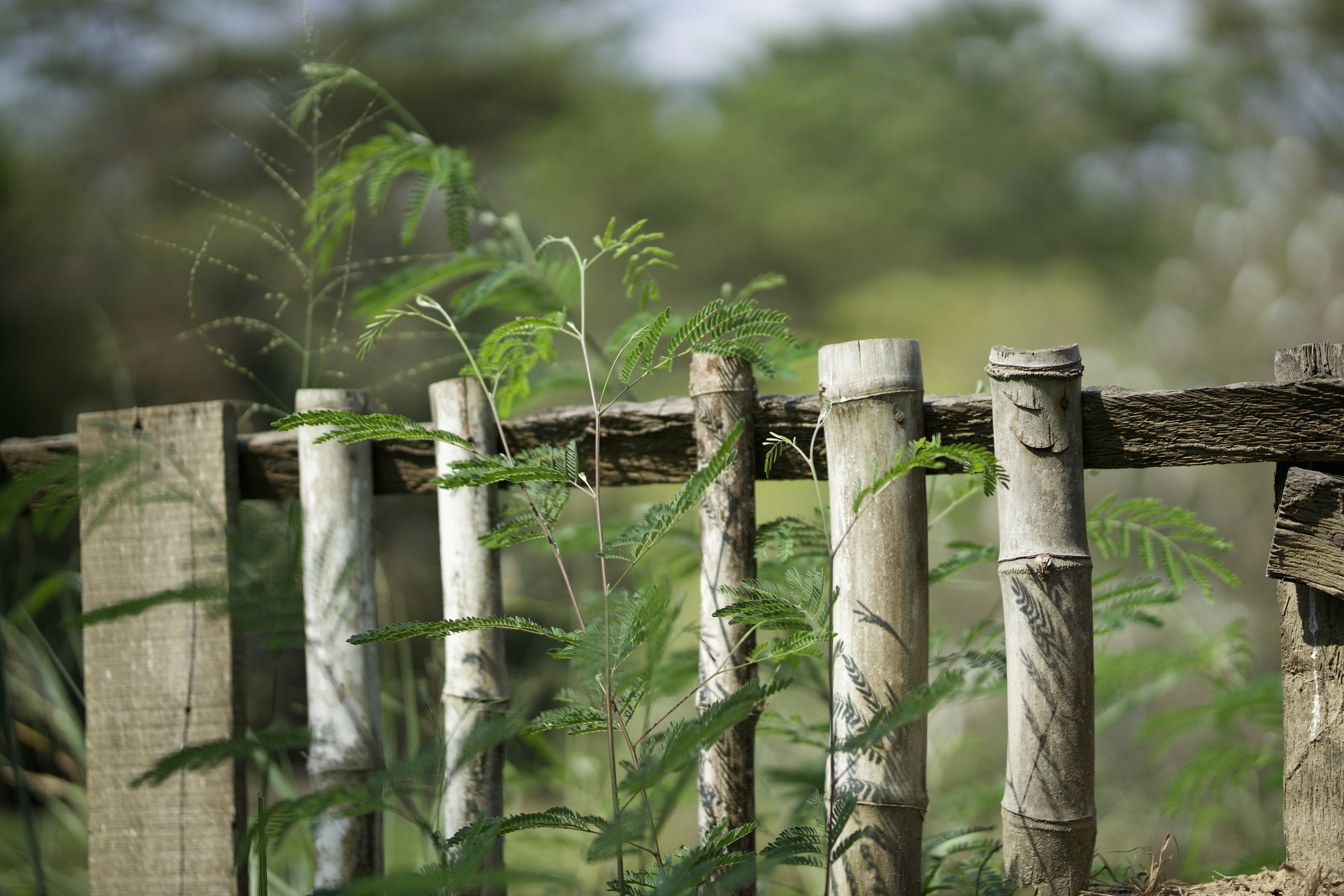 Weathered wooden fence posts rise beside fern sprouts in the foreground. A shallow depth of field blurs the rural background, highlighting life reclaiming an old boundary.