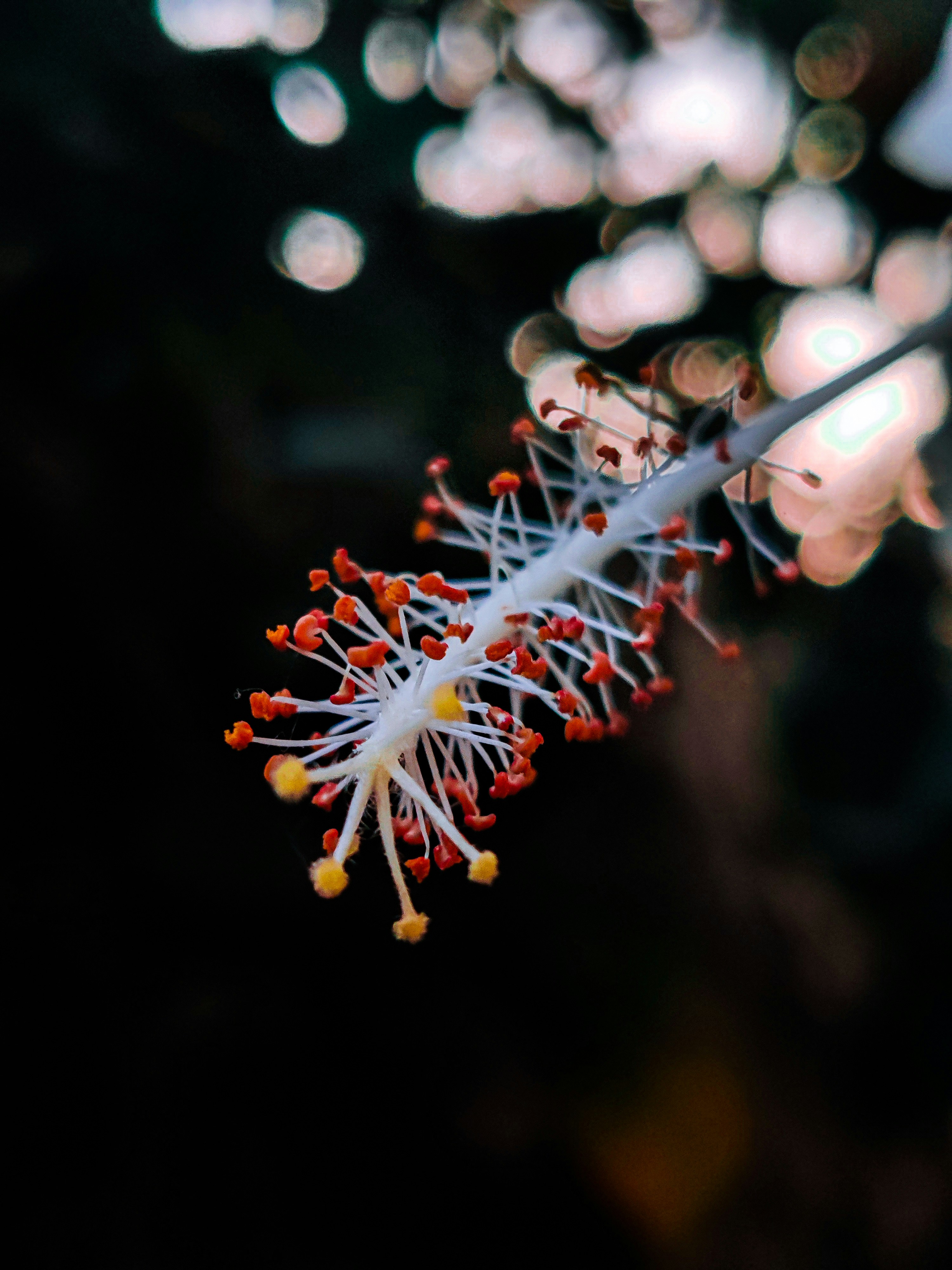 Macro close-up of a flower stamen with red pollen beads against a dark, softly blurred background. The composition emphasizes shallow depth of field and ethereal bokeh.