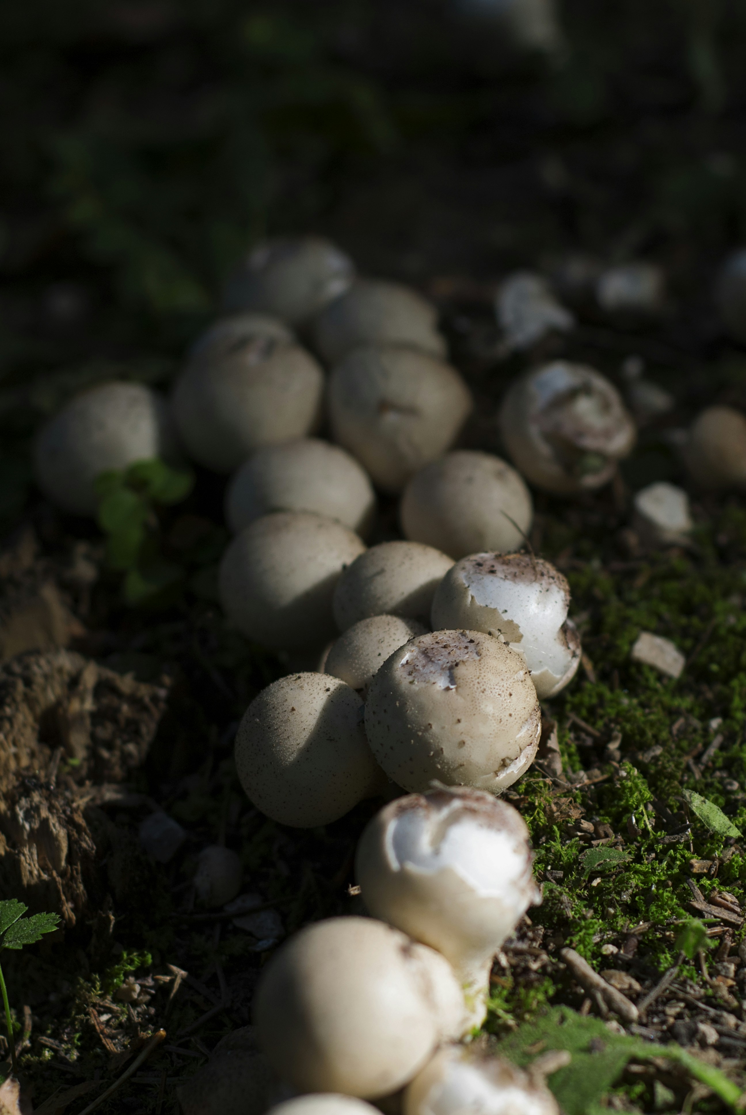 A group of small mushrooms on the forest floor, covered with green moss. Tiny porcini mushrooms.