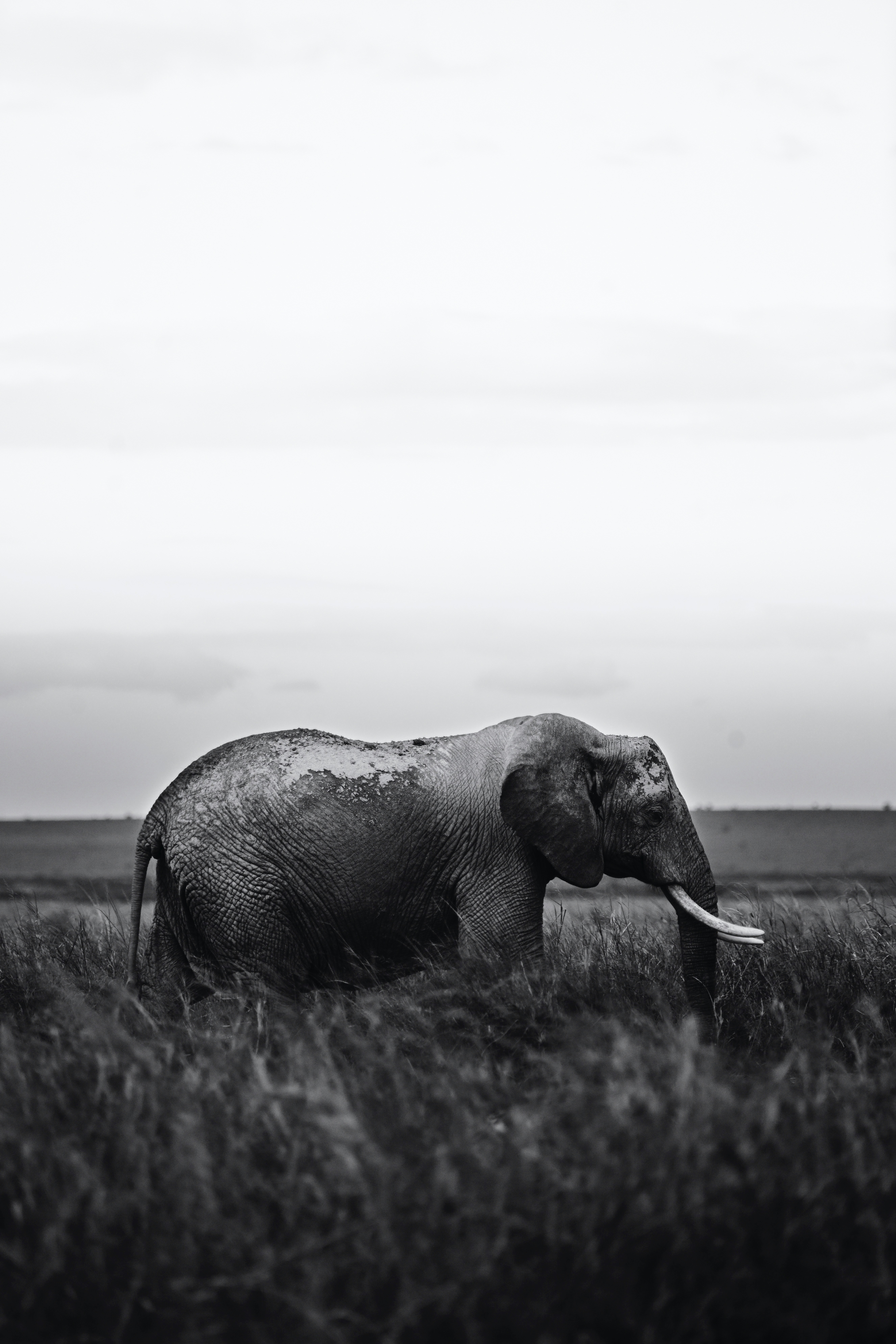 Elephant in calm grassland at dusk