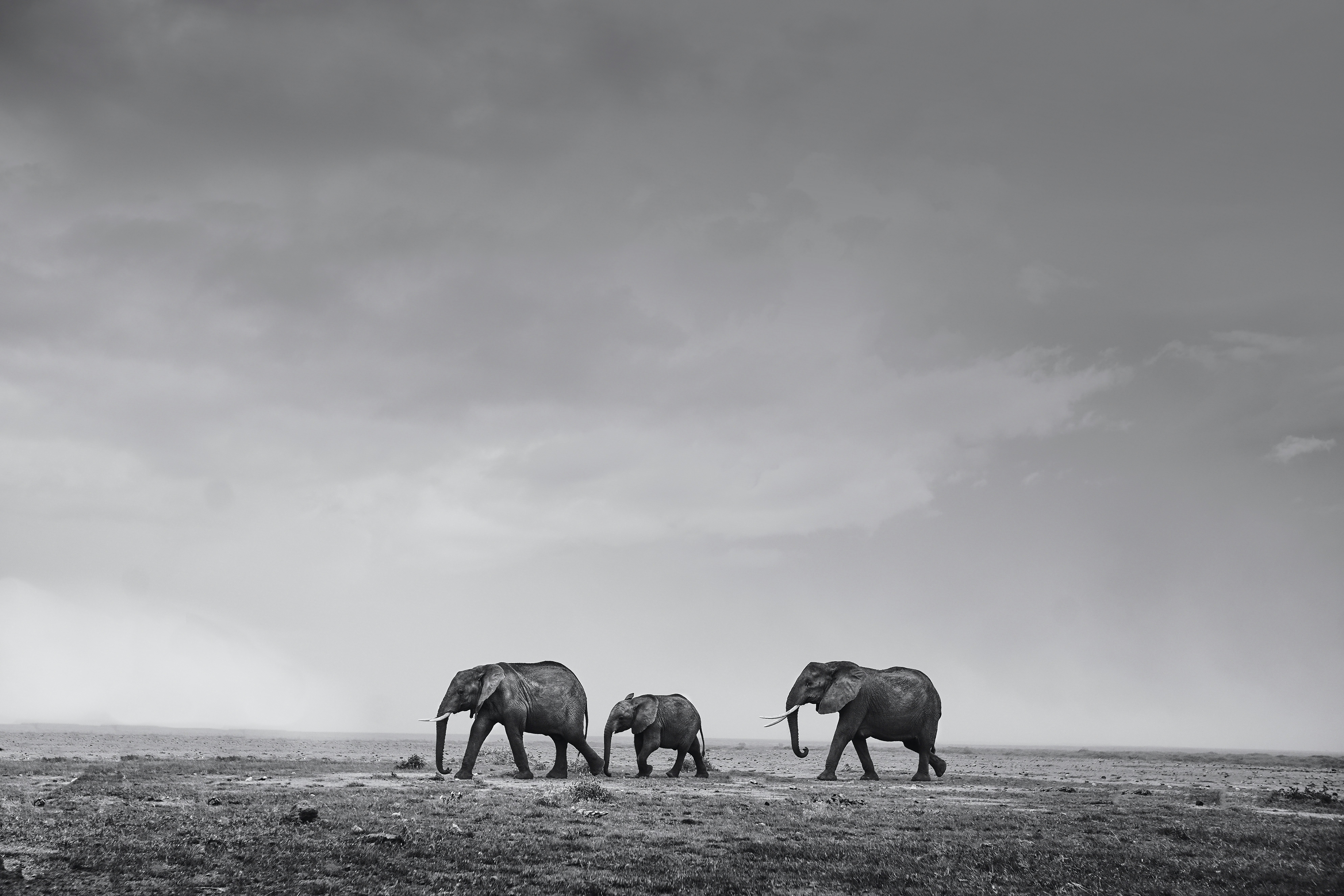 Trio of Giants Crossing the Quiet Savanna