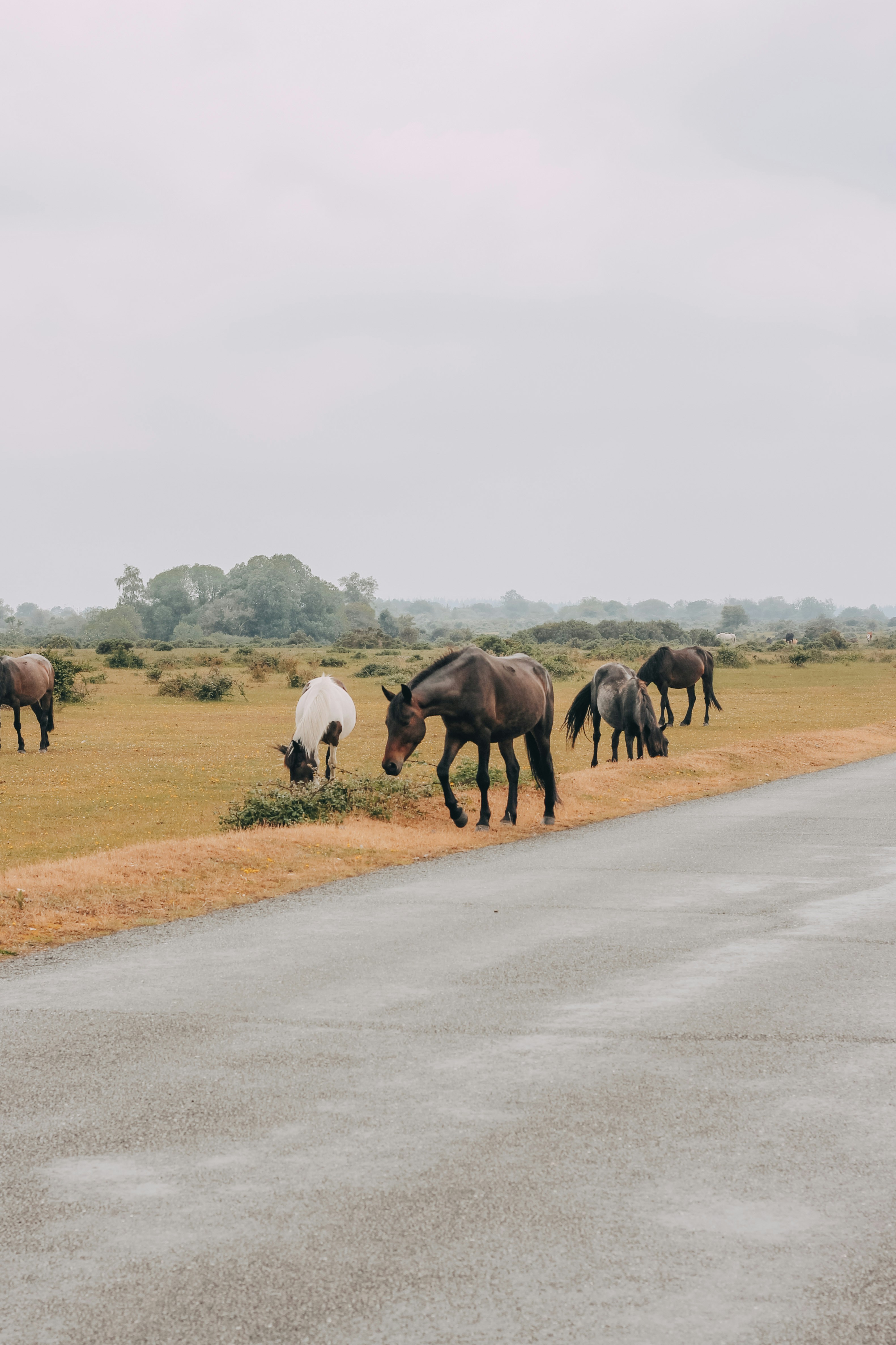Horses at the Road's Edge: Grazing in a Misty Open Field