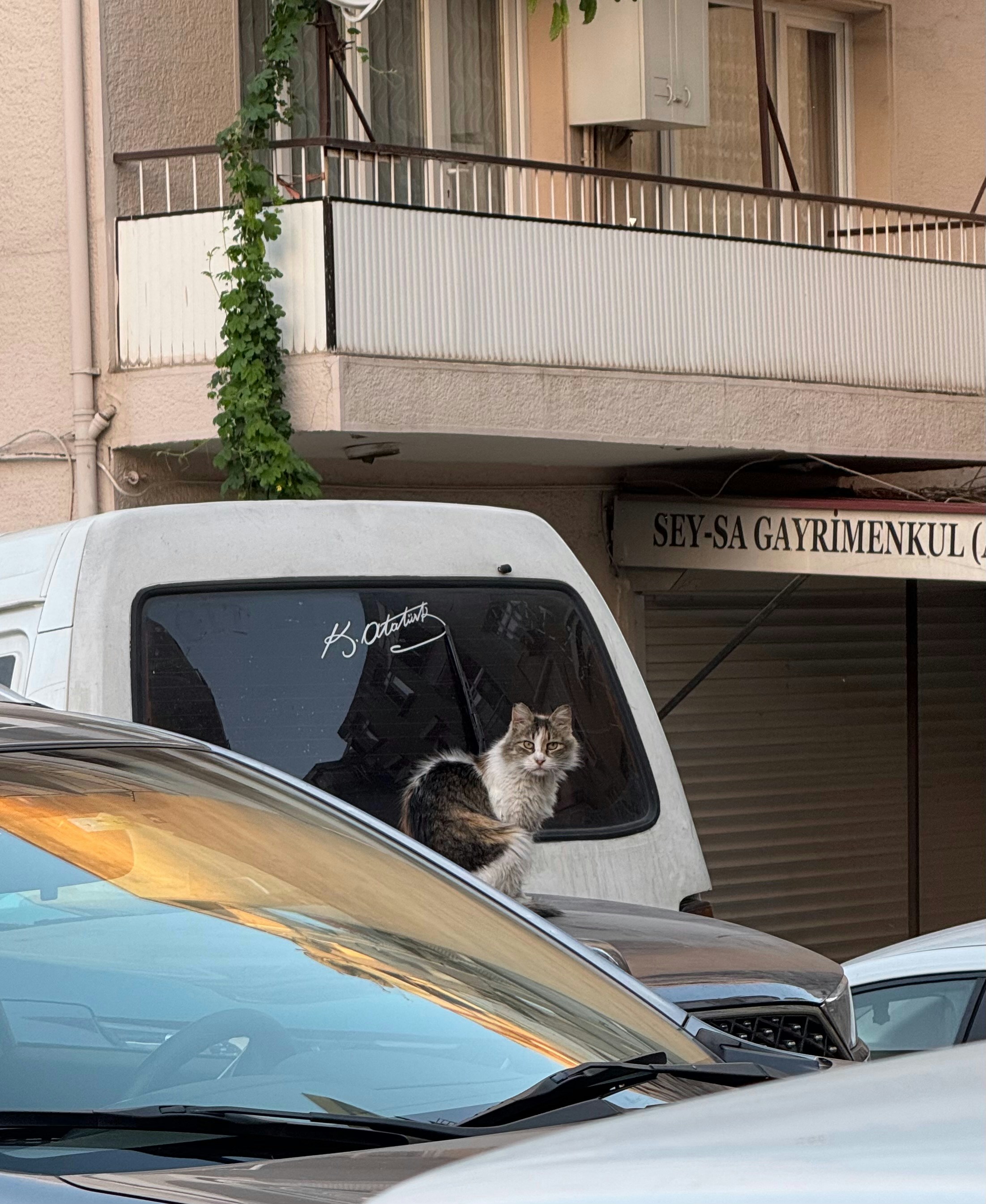 Window Seat on a Quiet Street: Cat Observing the City
