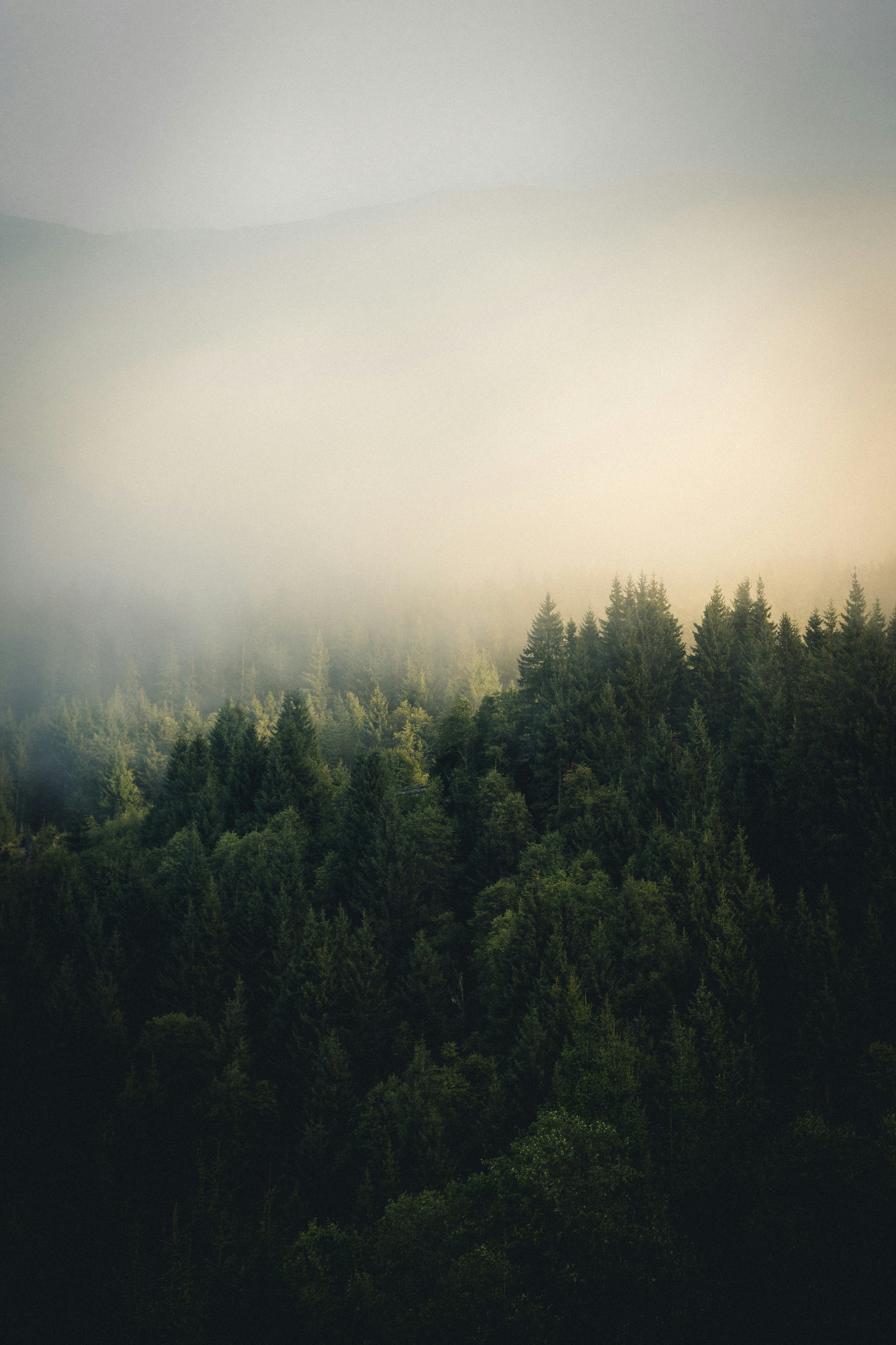 Trees | 100+ best free photos on Unsplash