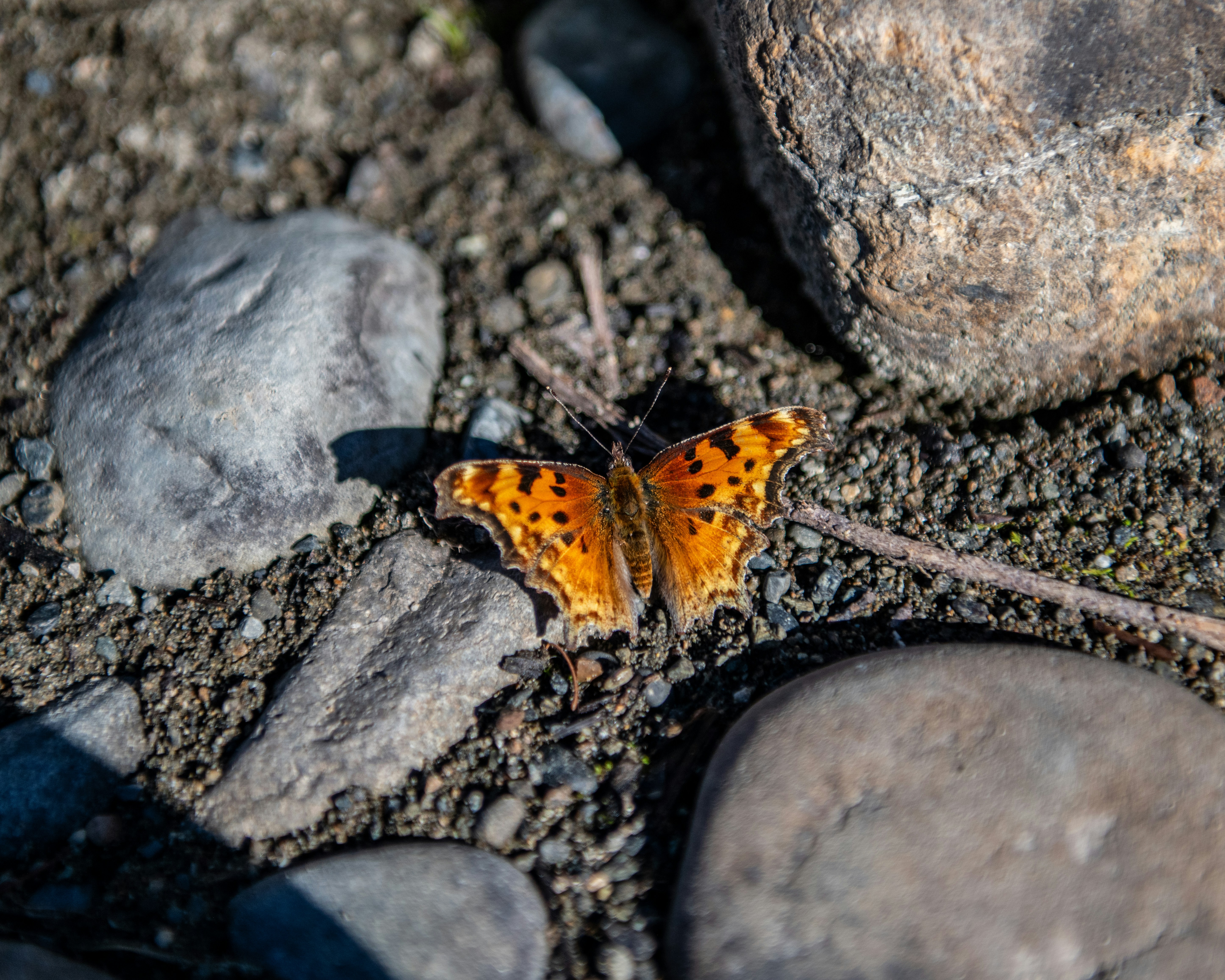 Photo by Holly Landkammer with Nikon D850