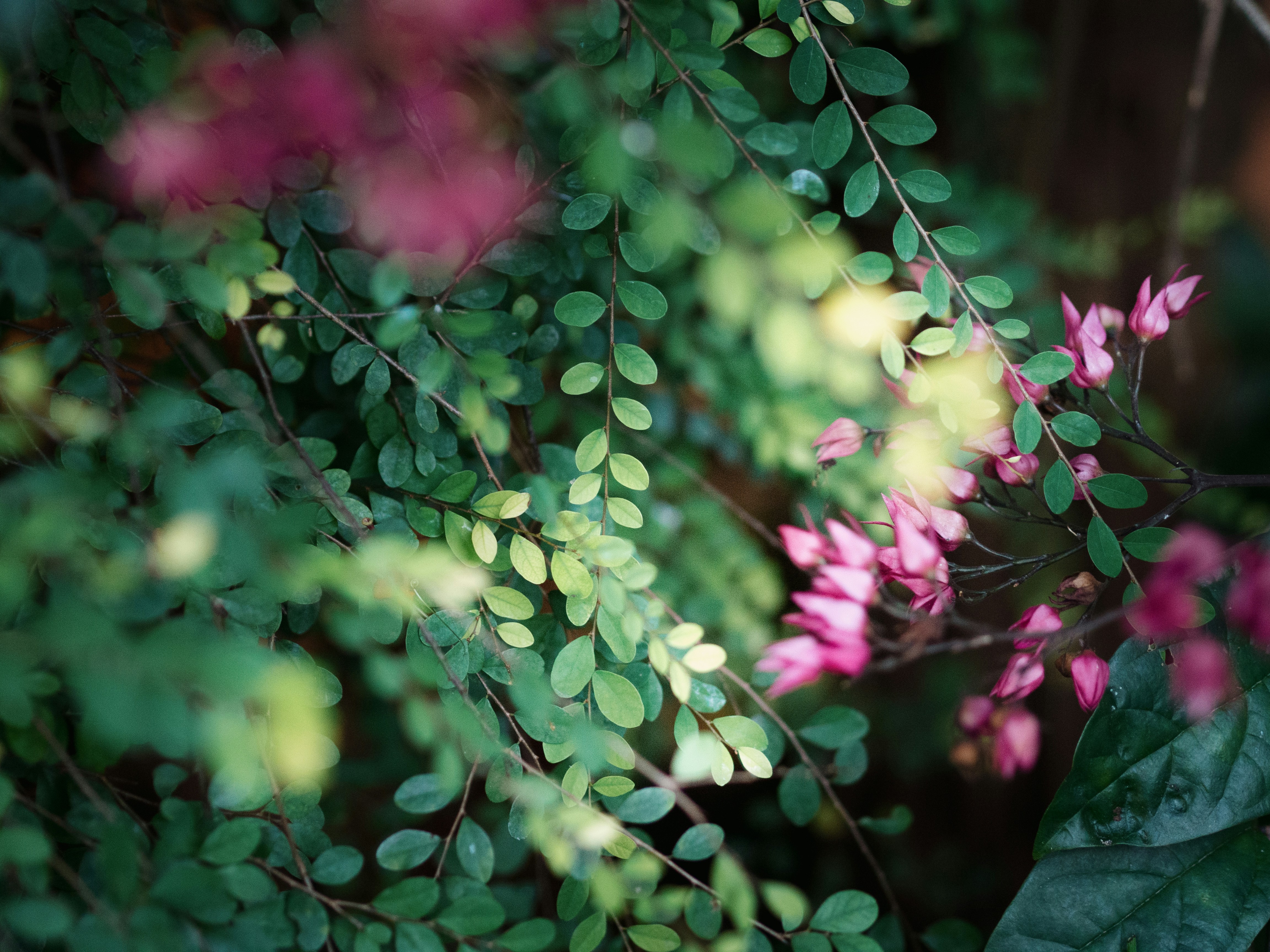 Whispered Foliage: Green Threads and Pink Accents in Soft Macro