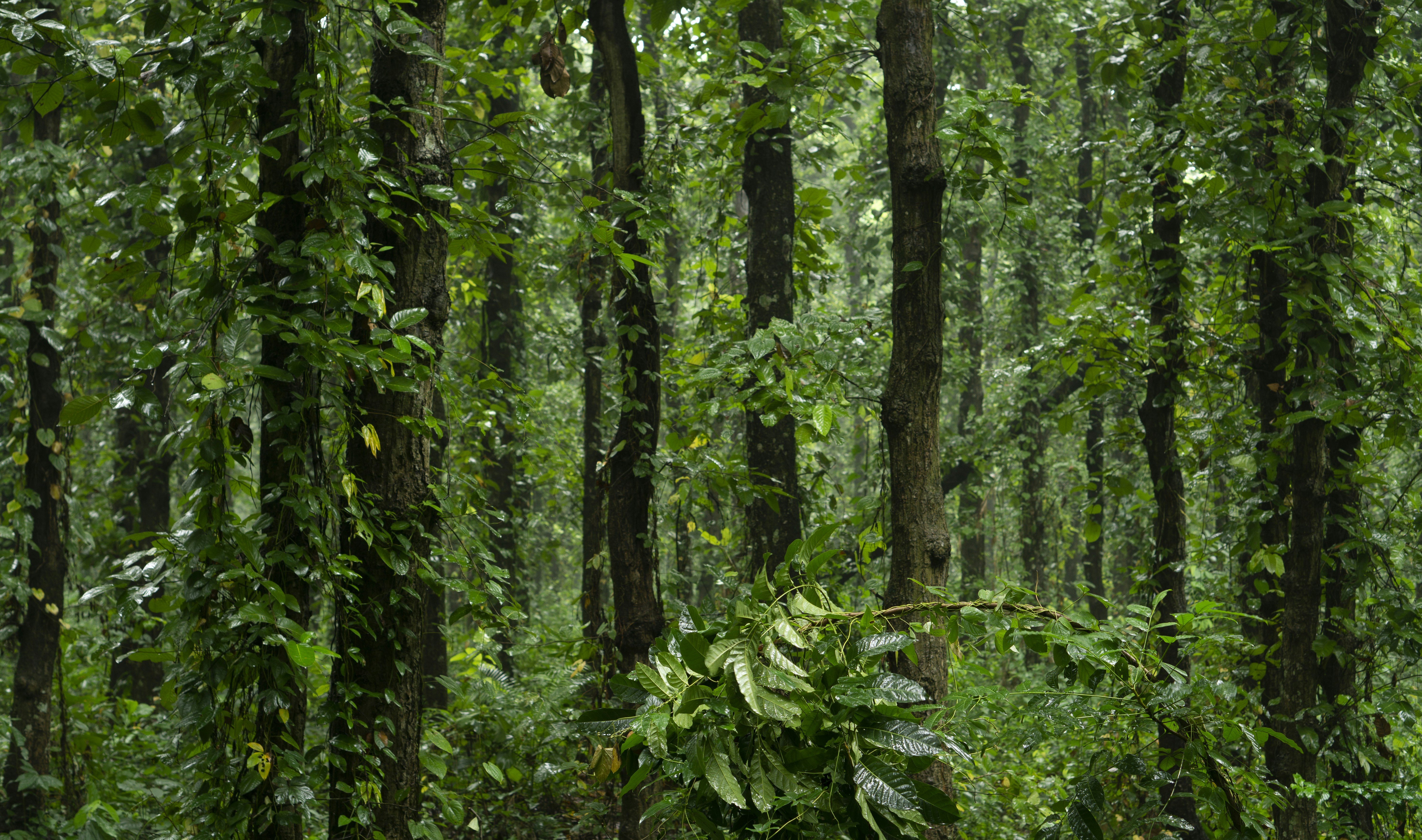 A lush green forest filled with lots of trees photo – Free Forest Image ...