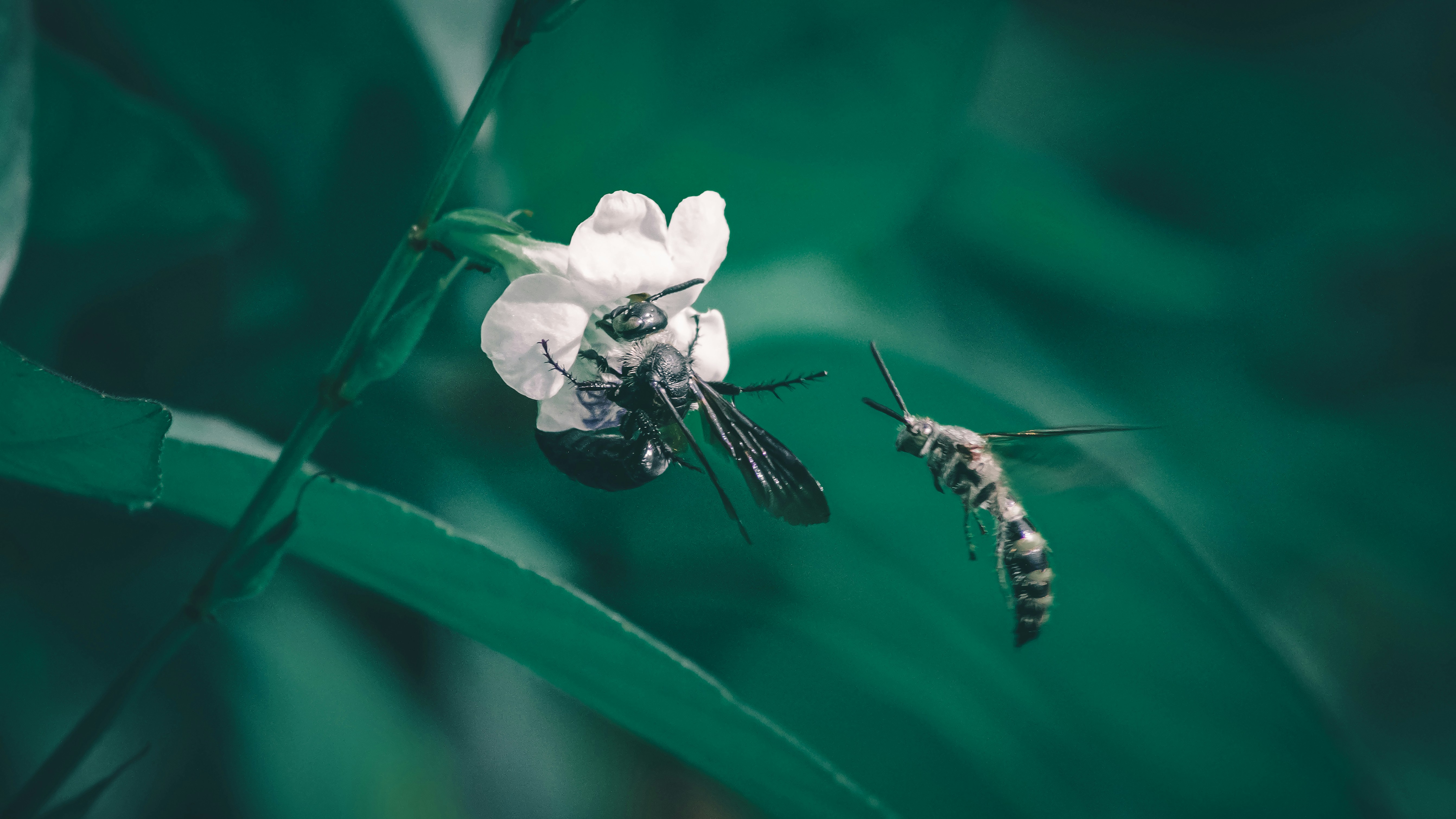 Close Encounter with a Hovering Bee on a White Flower