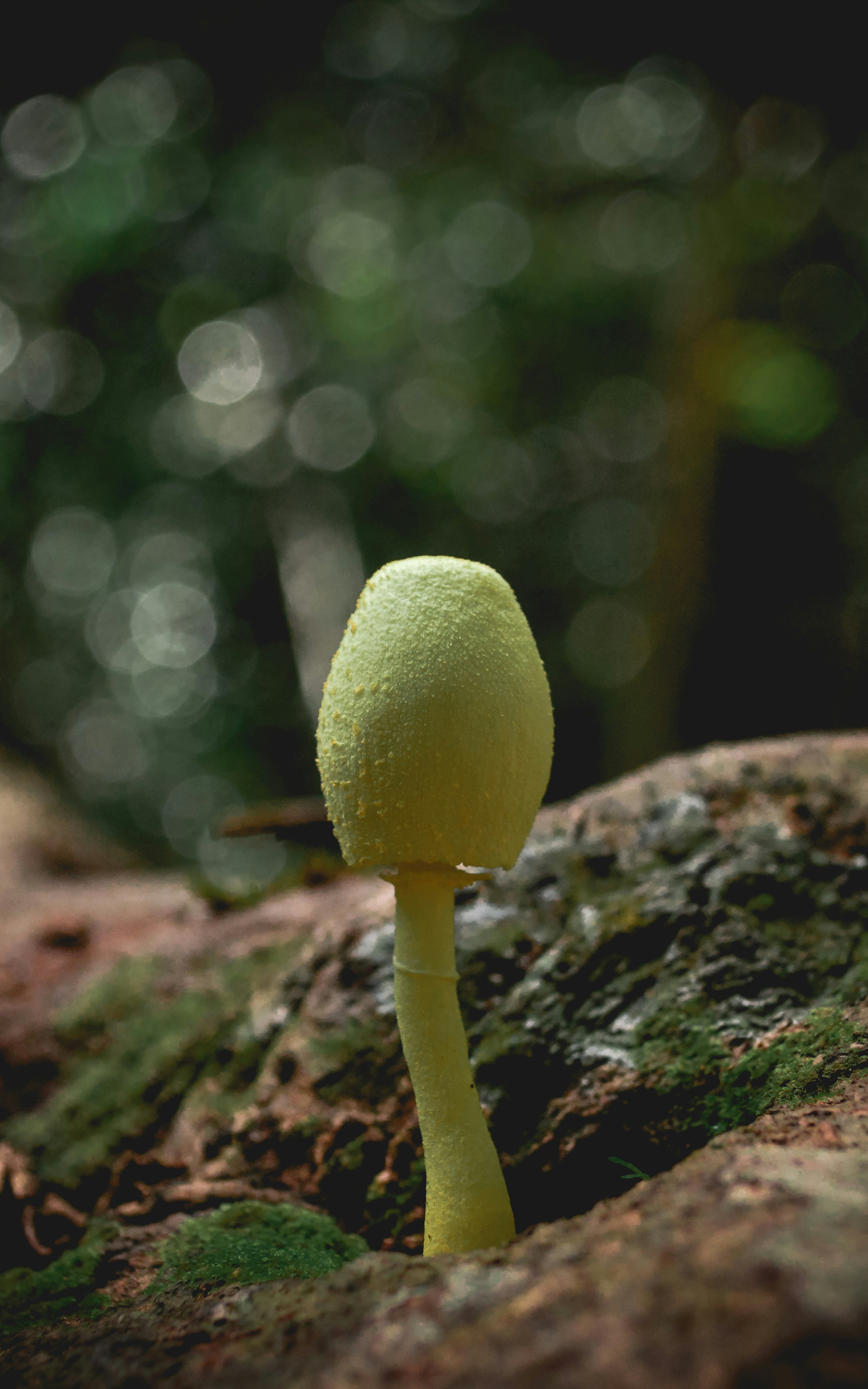 Emerald Spear: A Young Fungus Reaches Skyward