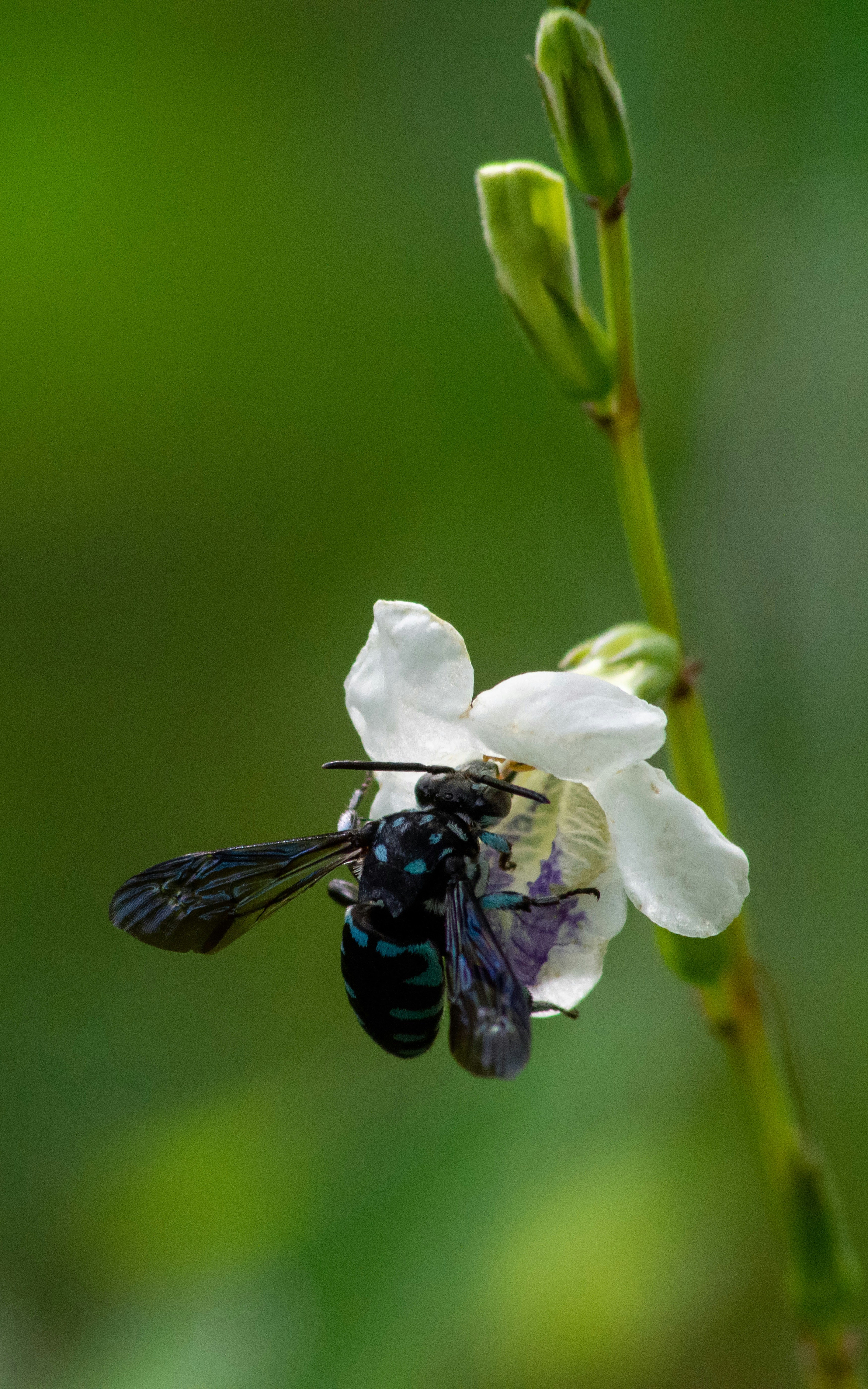 Mid-Bloom Encounter: A Hovering Wasp on a White Flower