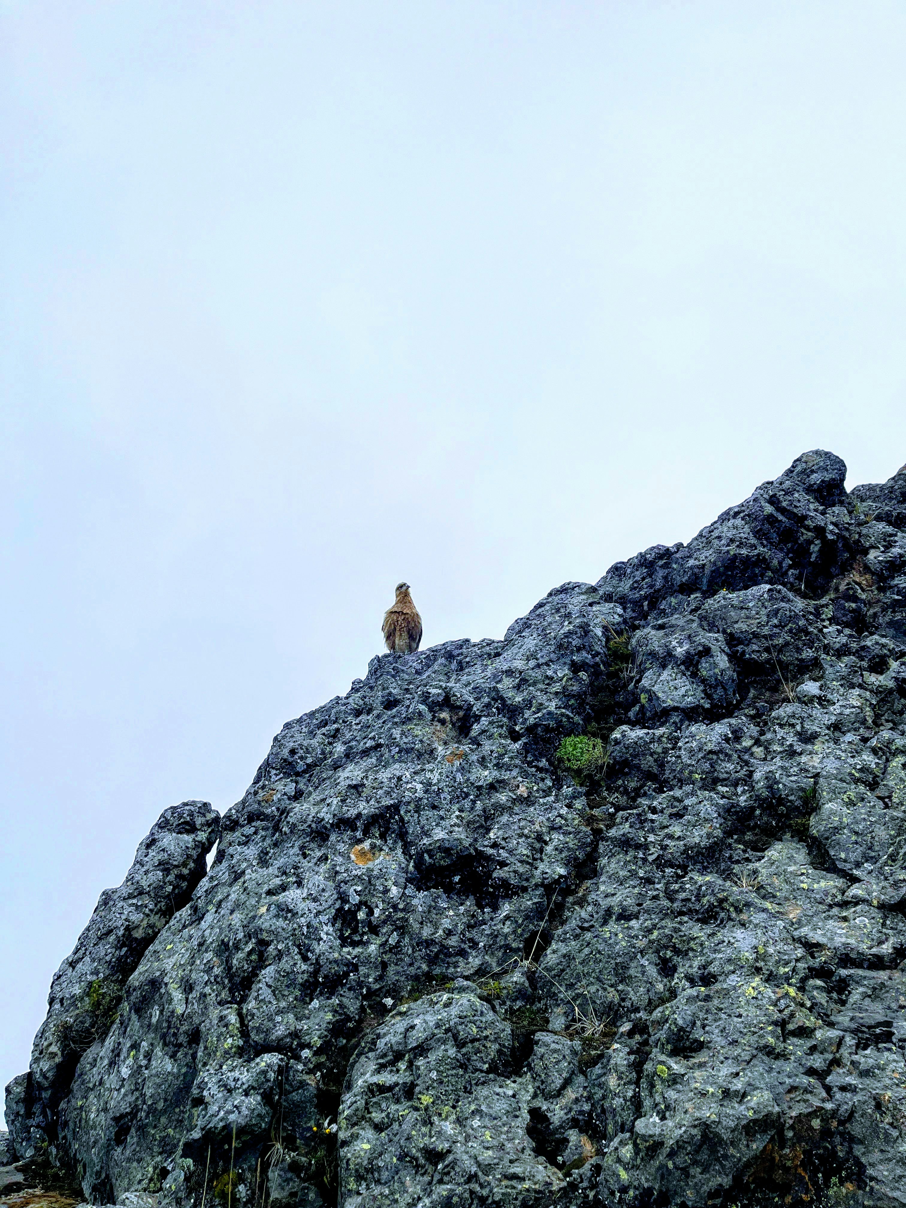 Promontory Watch: a lone raptor surveys the jagged cliff