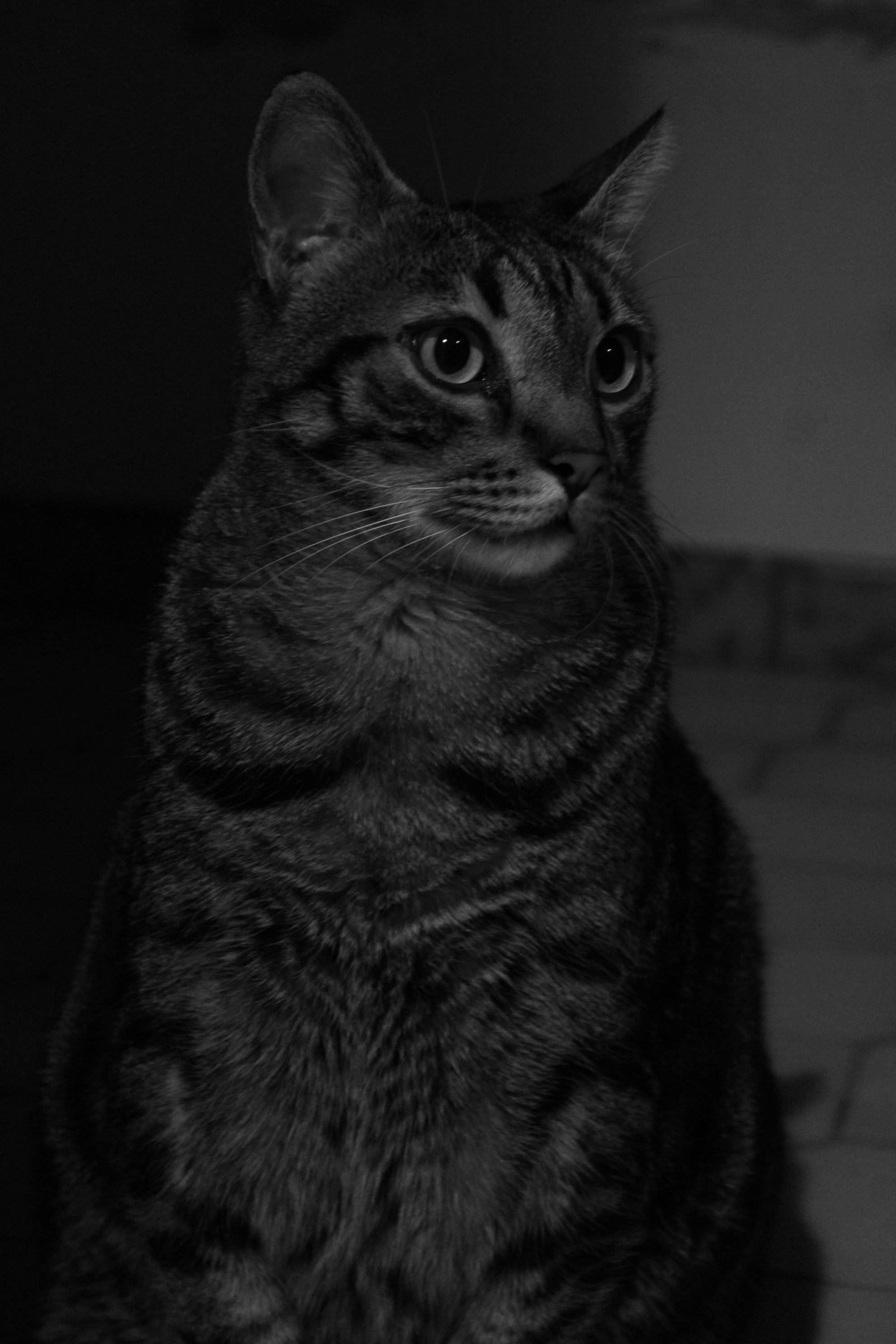 Noir Tabby Watcher: A Quiet Moment in Shadow