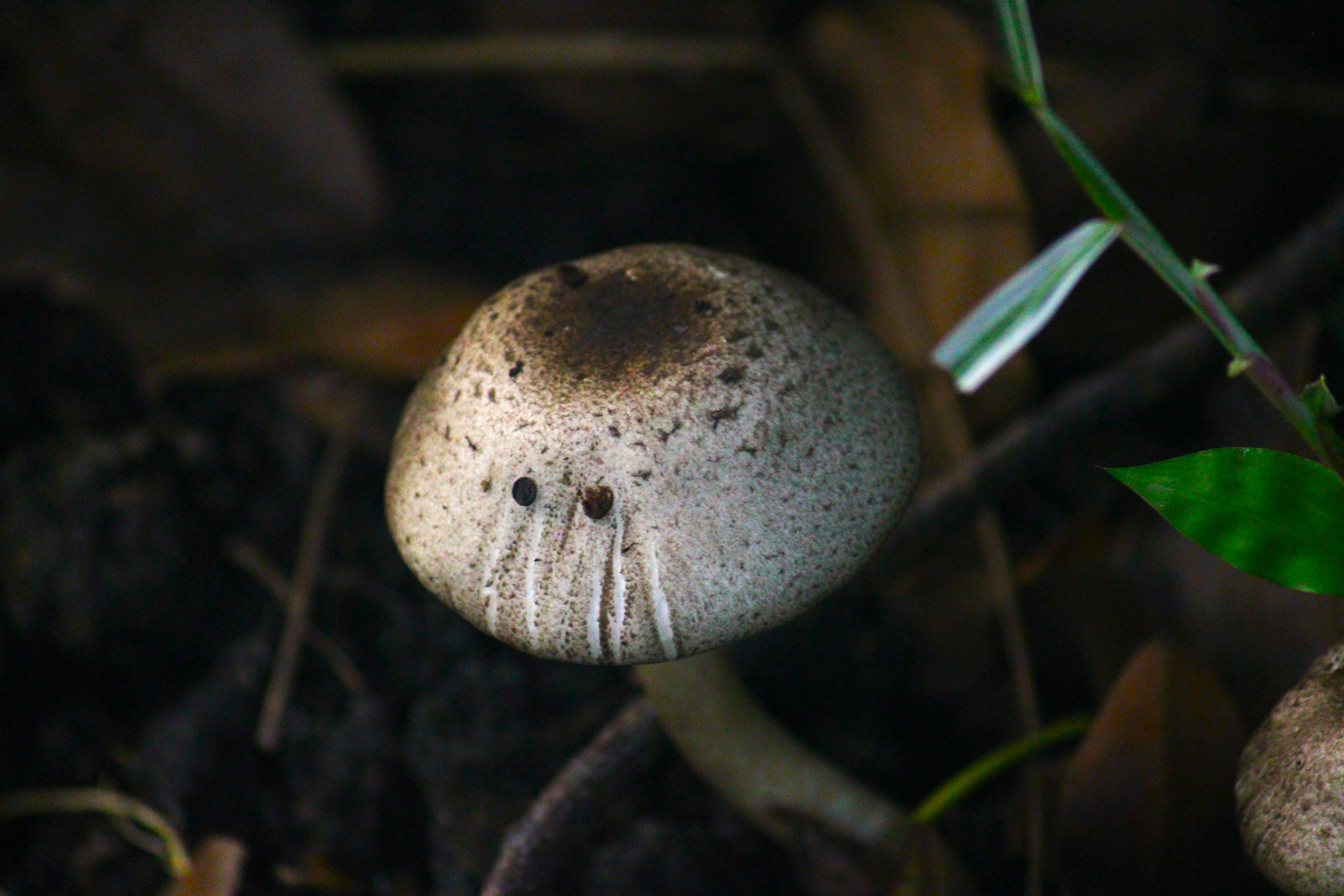 Shadowed Cap: a speckled mushroom amid leaf litter on the forest floor