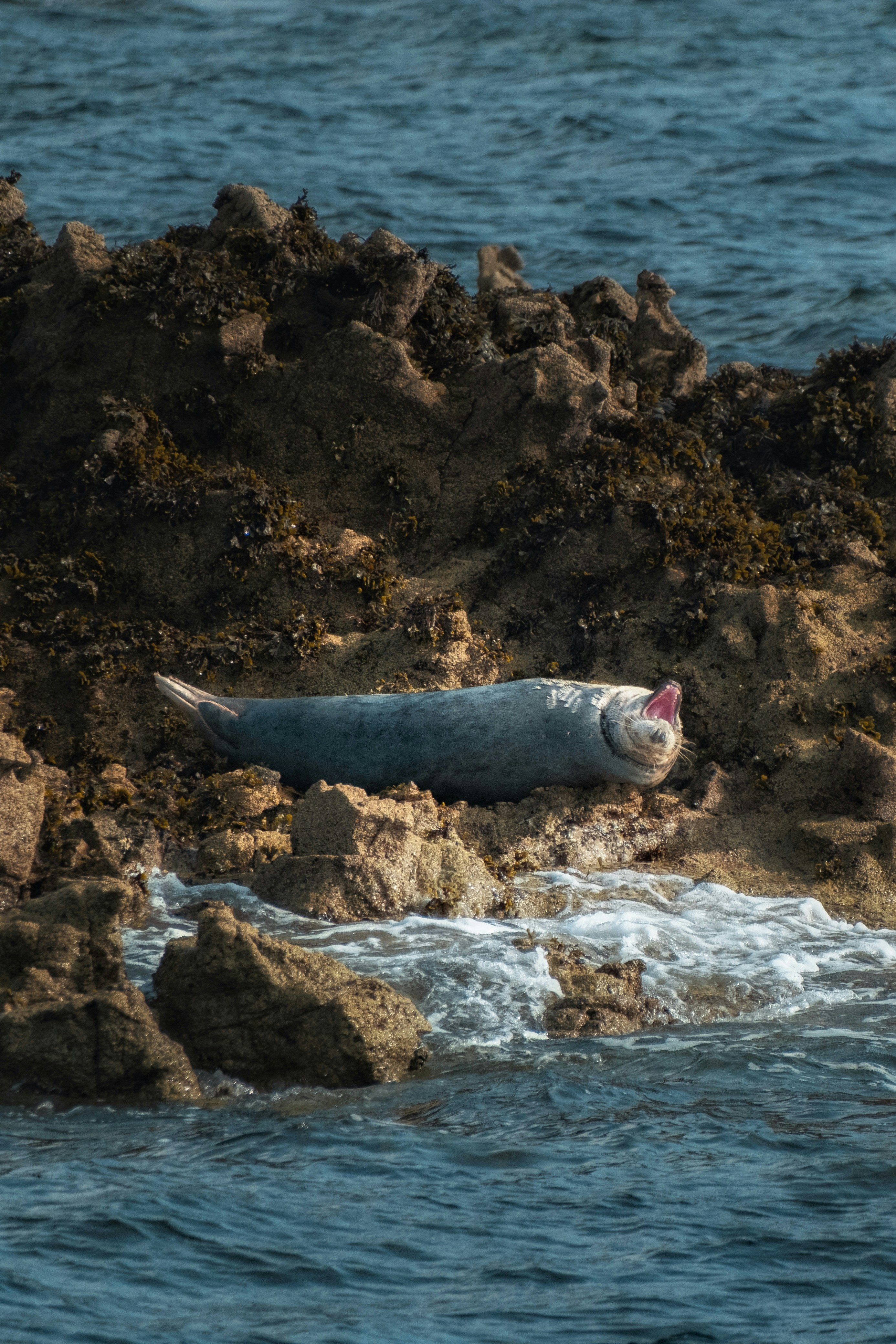 Una foca acostada en una roca en el océano foto – Imagen de Animal ...