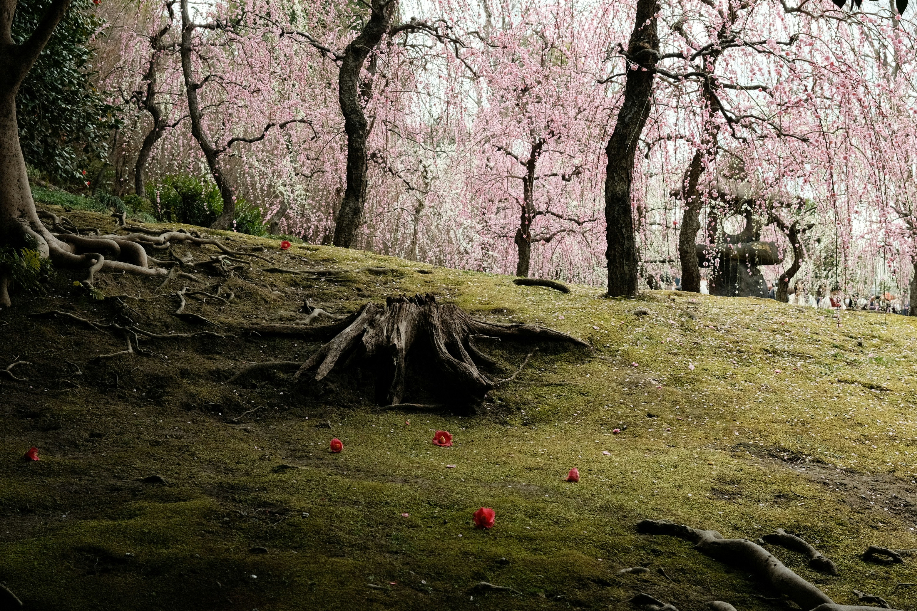 Photo by Minh-Nhut Alexis Ngo with Fujifilm X100V