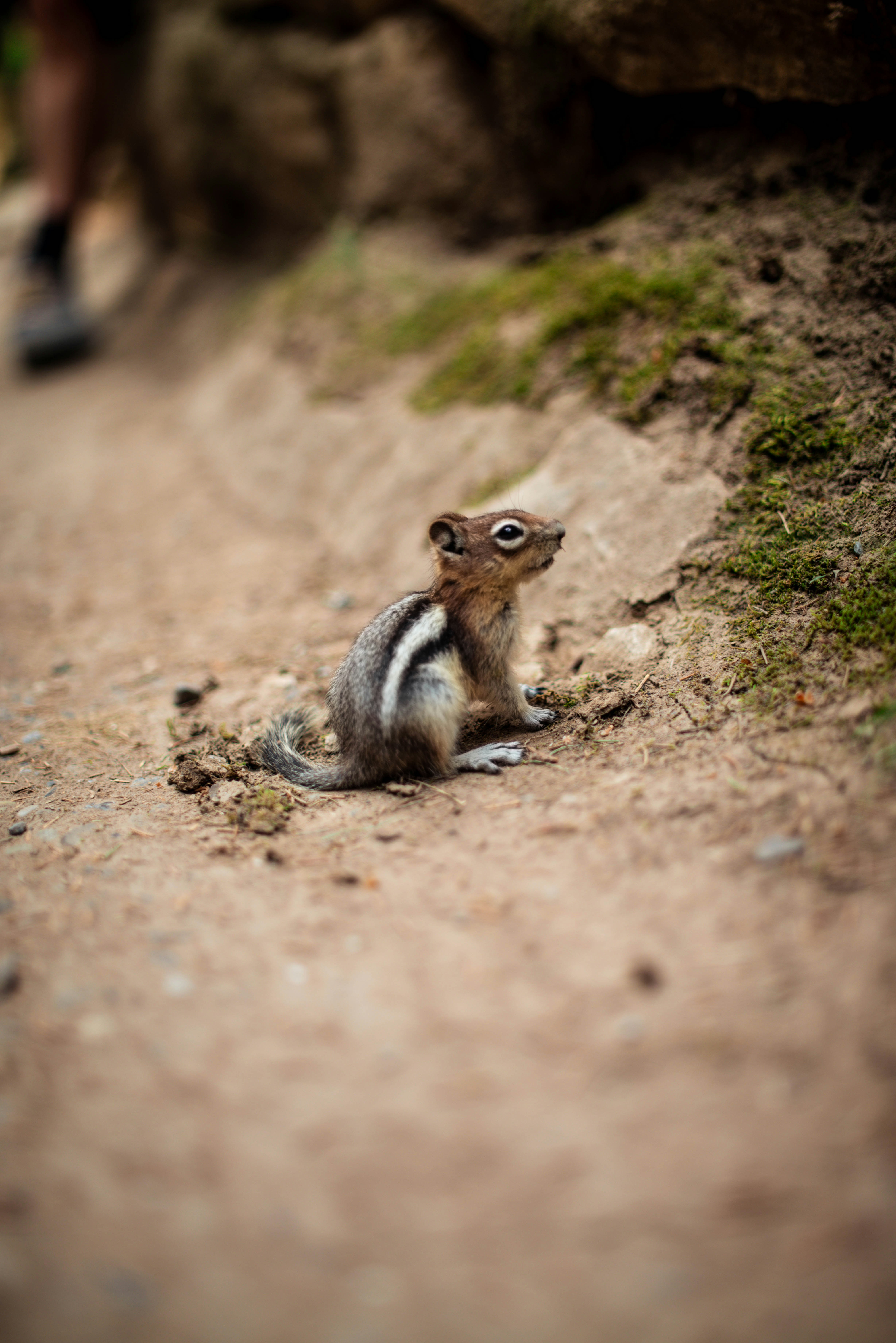 Tiny Squirrel, Wide World: A Moment on a Sandy Path