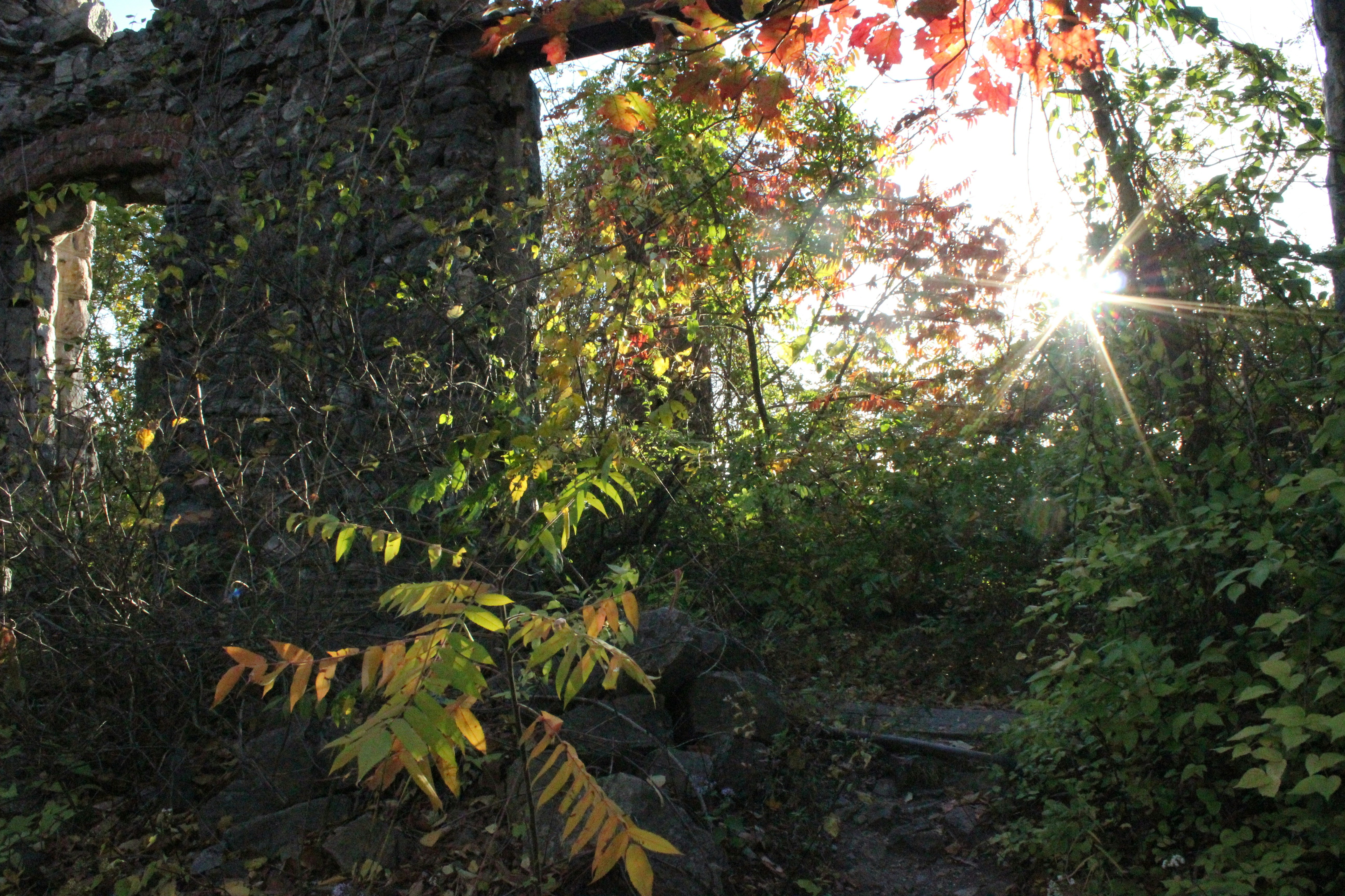 The sun shines through the branches of a tree photo – Free Mahwah Image ...