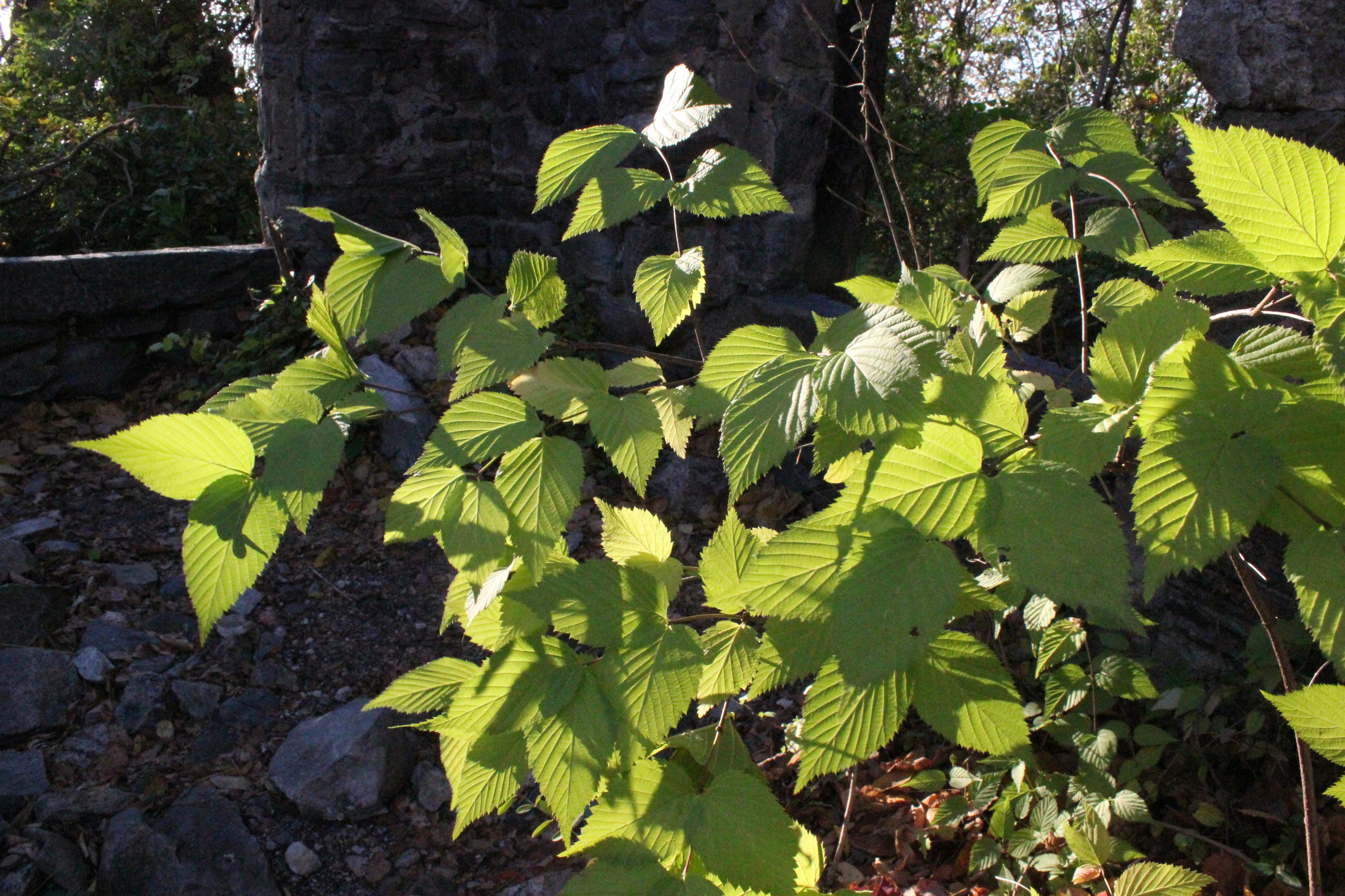 Sunlit Emerald Leaves Framing a Shadowed Stone Wall