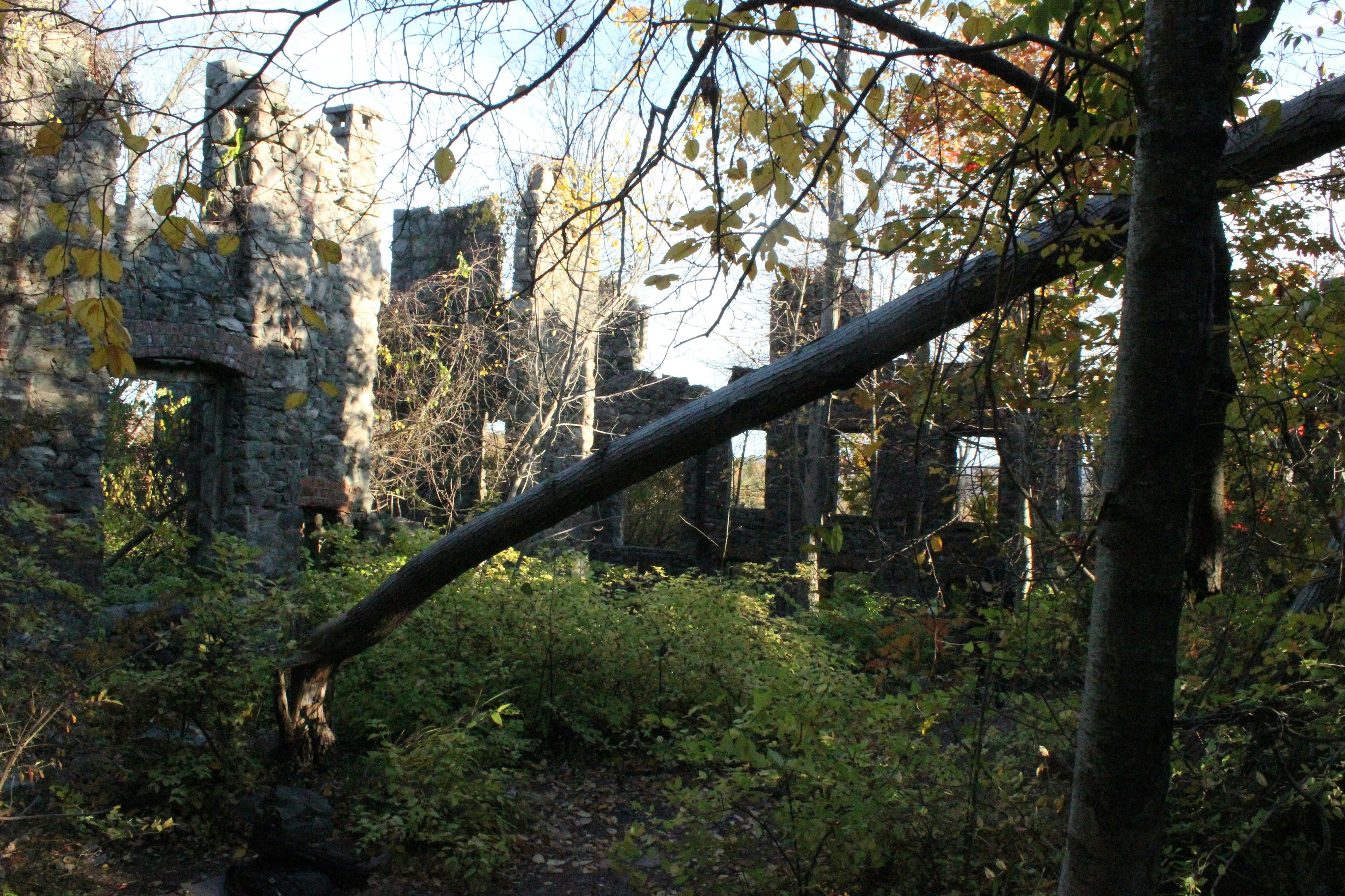 Fallen Pine Across an Overgrown Ruin