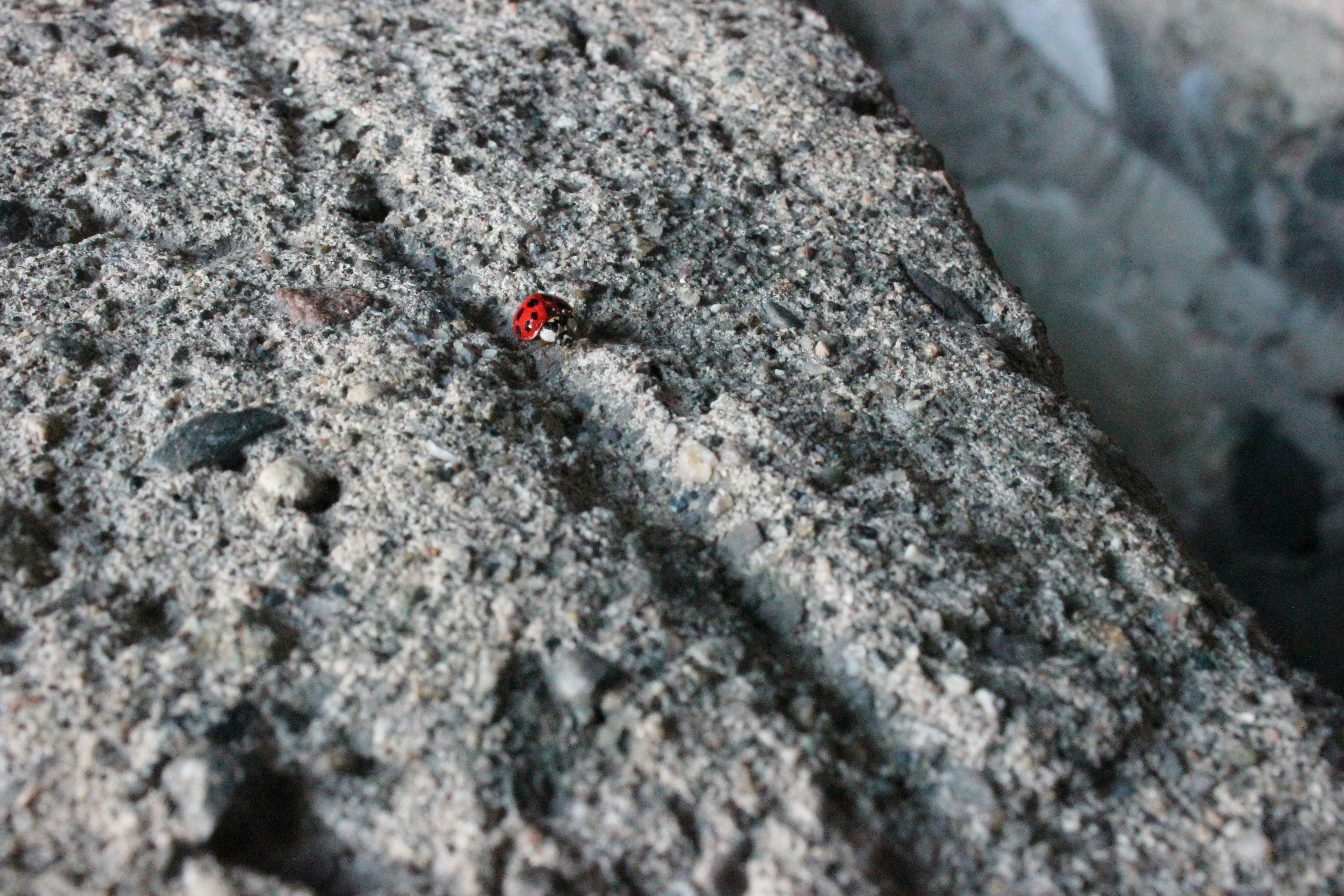Crimson on Granite: A Ladybug's Minute Moment