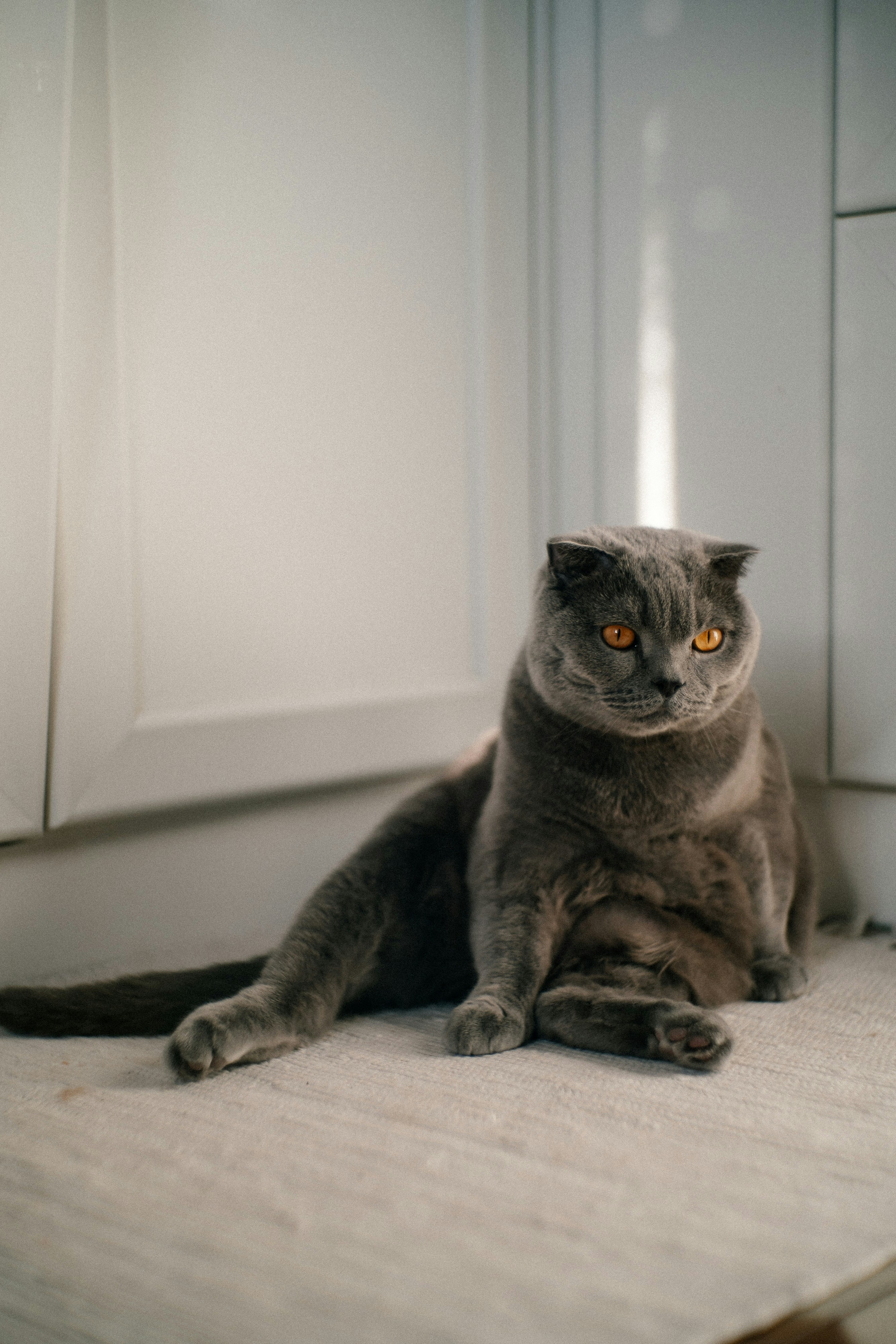 A gray cat lounging gracefully near a sunlit corner, showcasing its striking orange eyes and relaxed demeanor.
