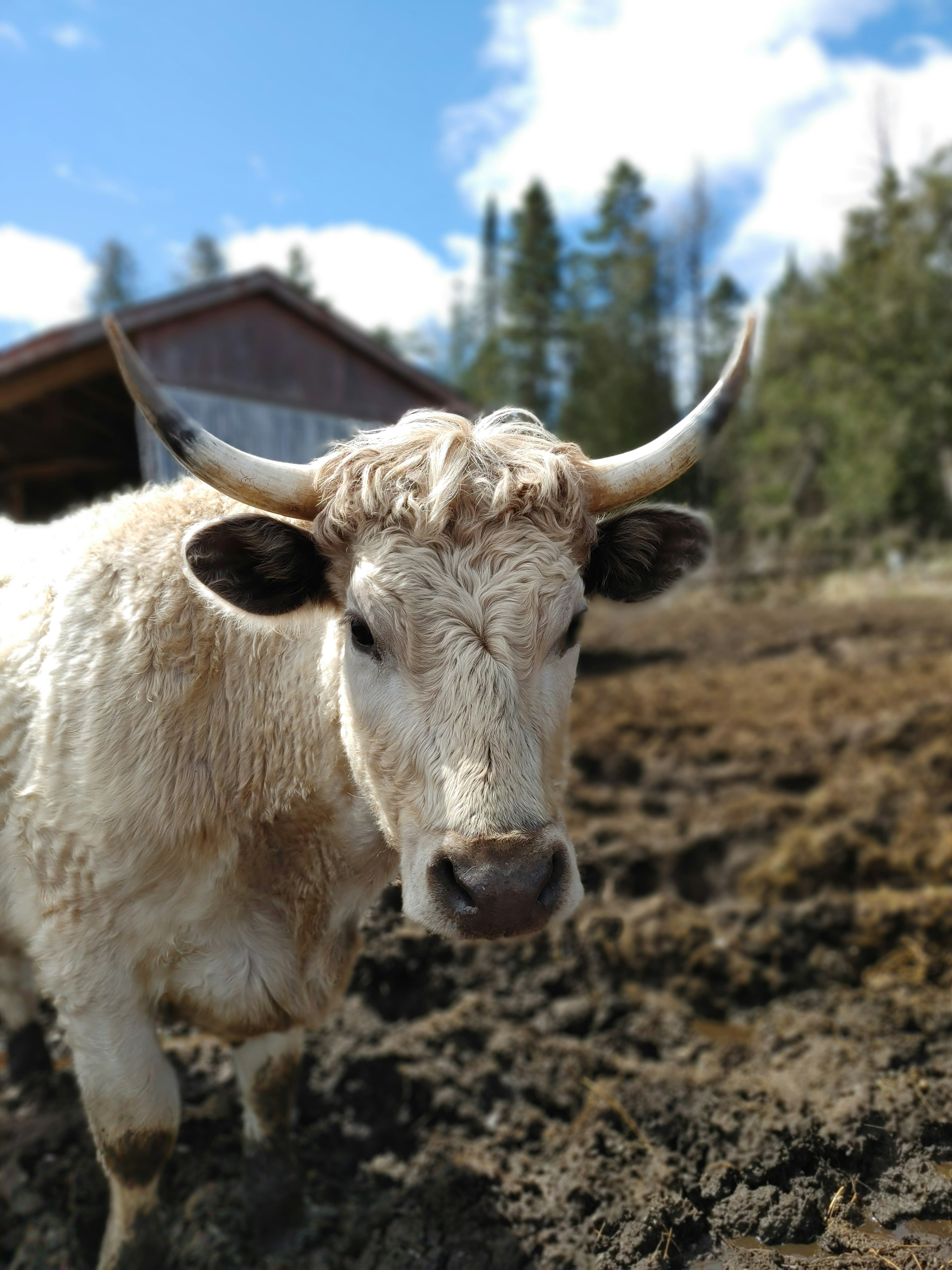 A white cow standing on top of a muddy field photo – Free Cow Image on ...