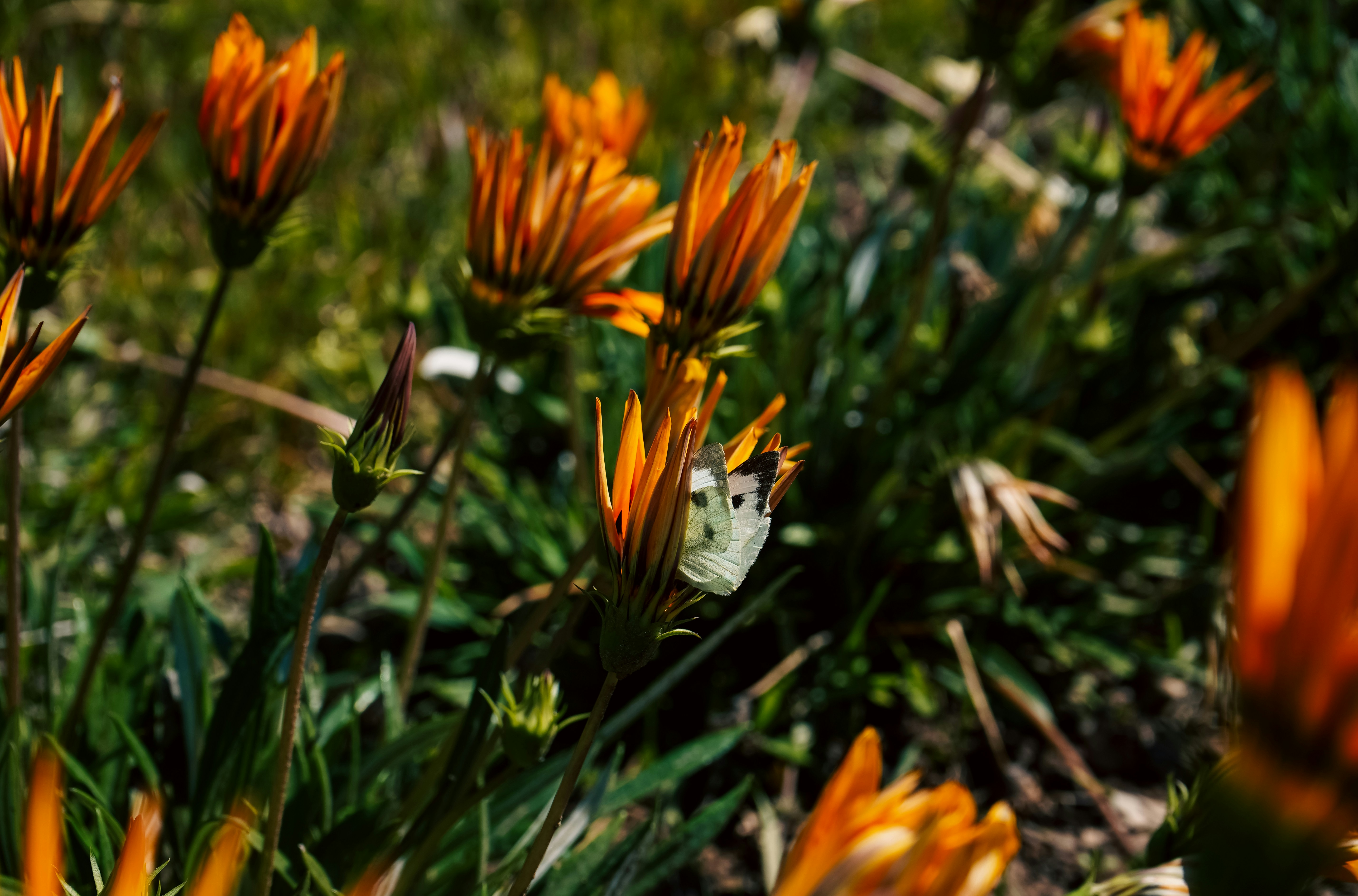 Sunlit Orange Calendula: Quiet Meadow of Warm Petals