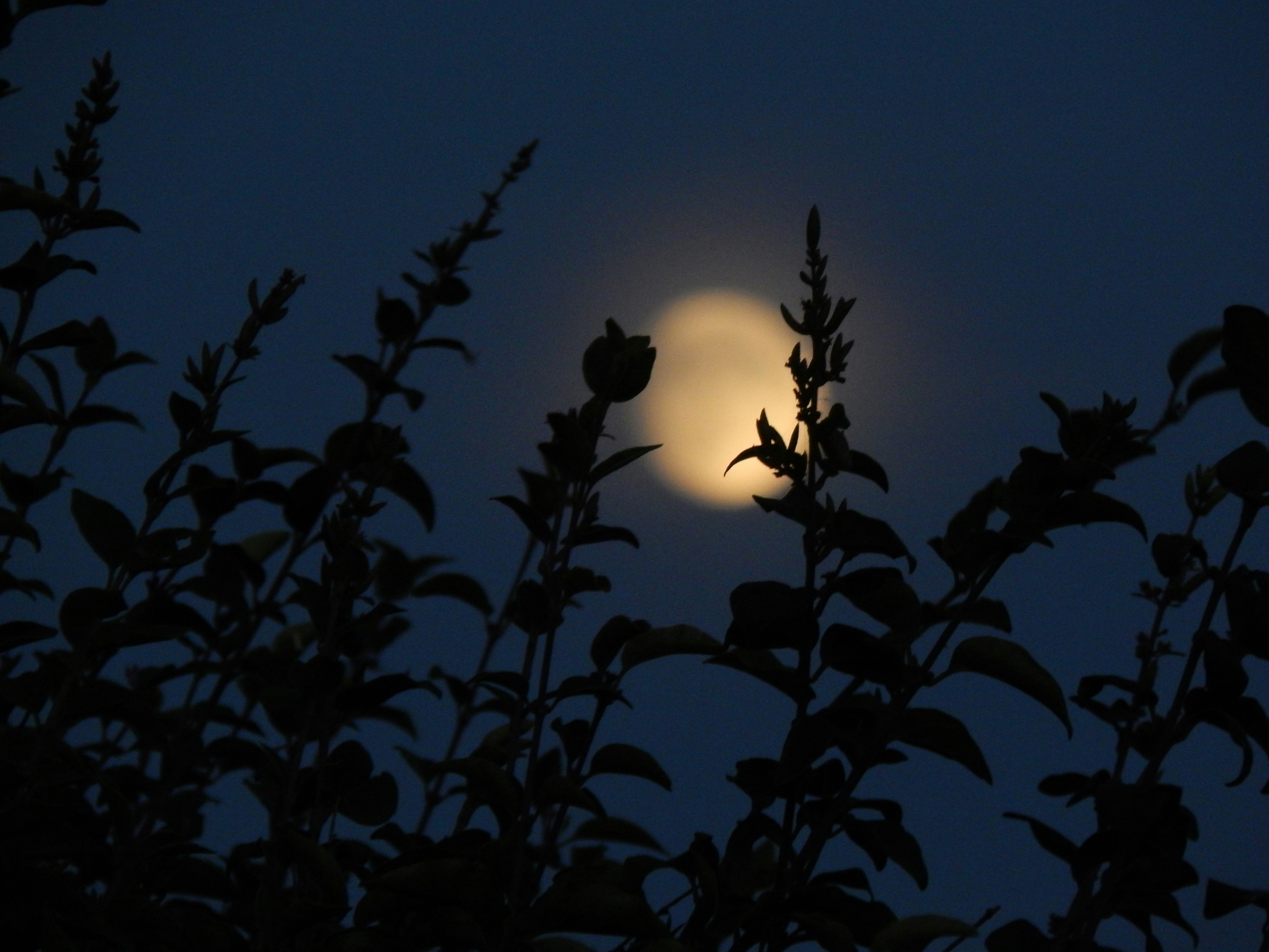 Photo by Maddy Weiss with Nikon Coolpix L820