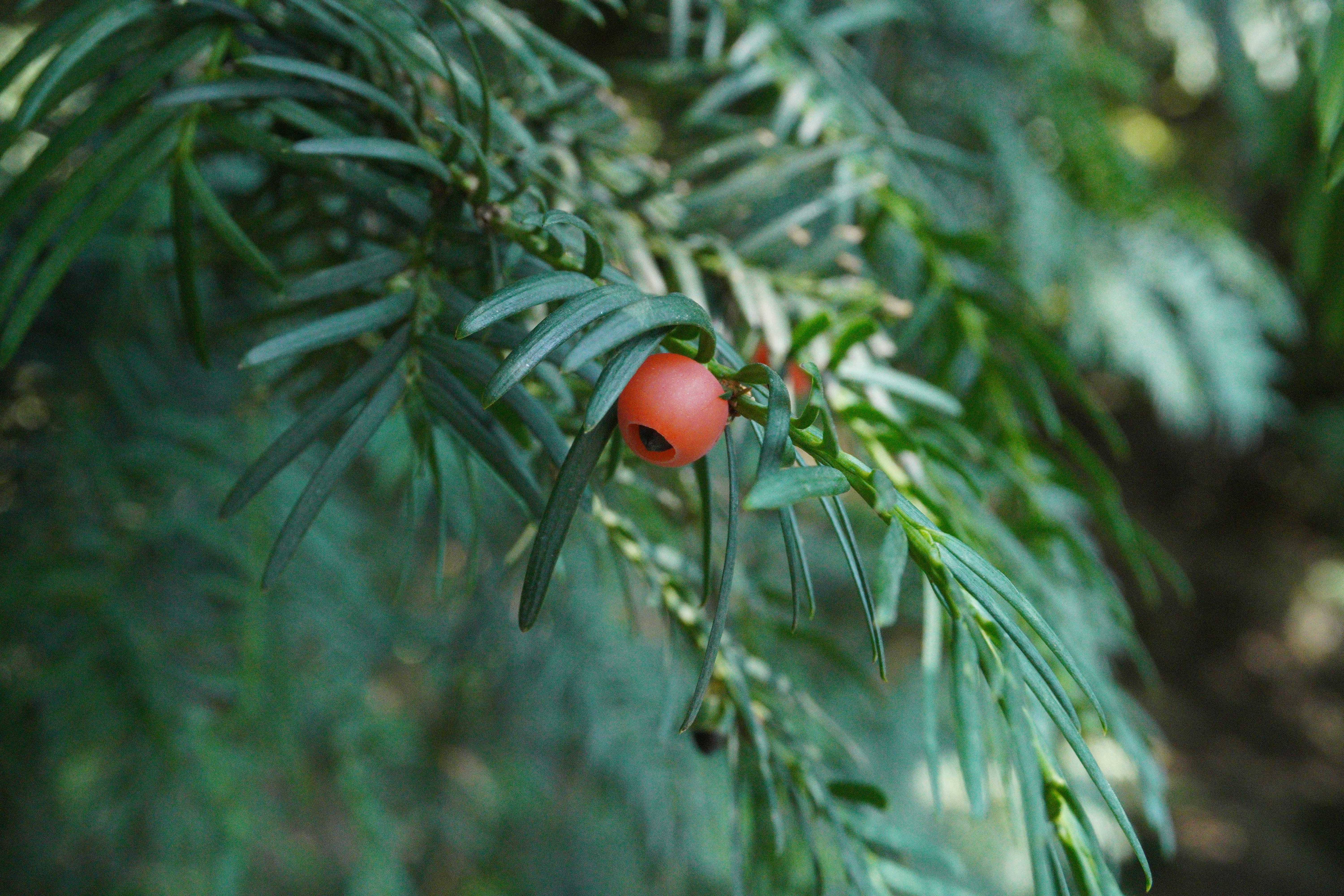 Scarlet Jewel Nestled Among Evergreen Needles