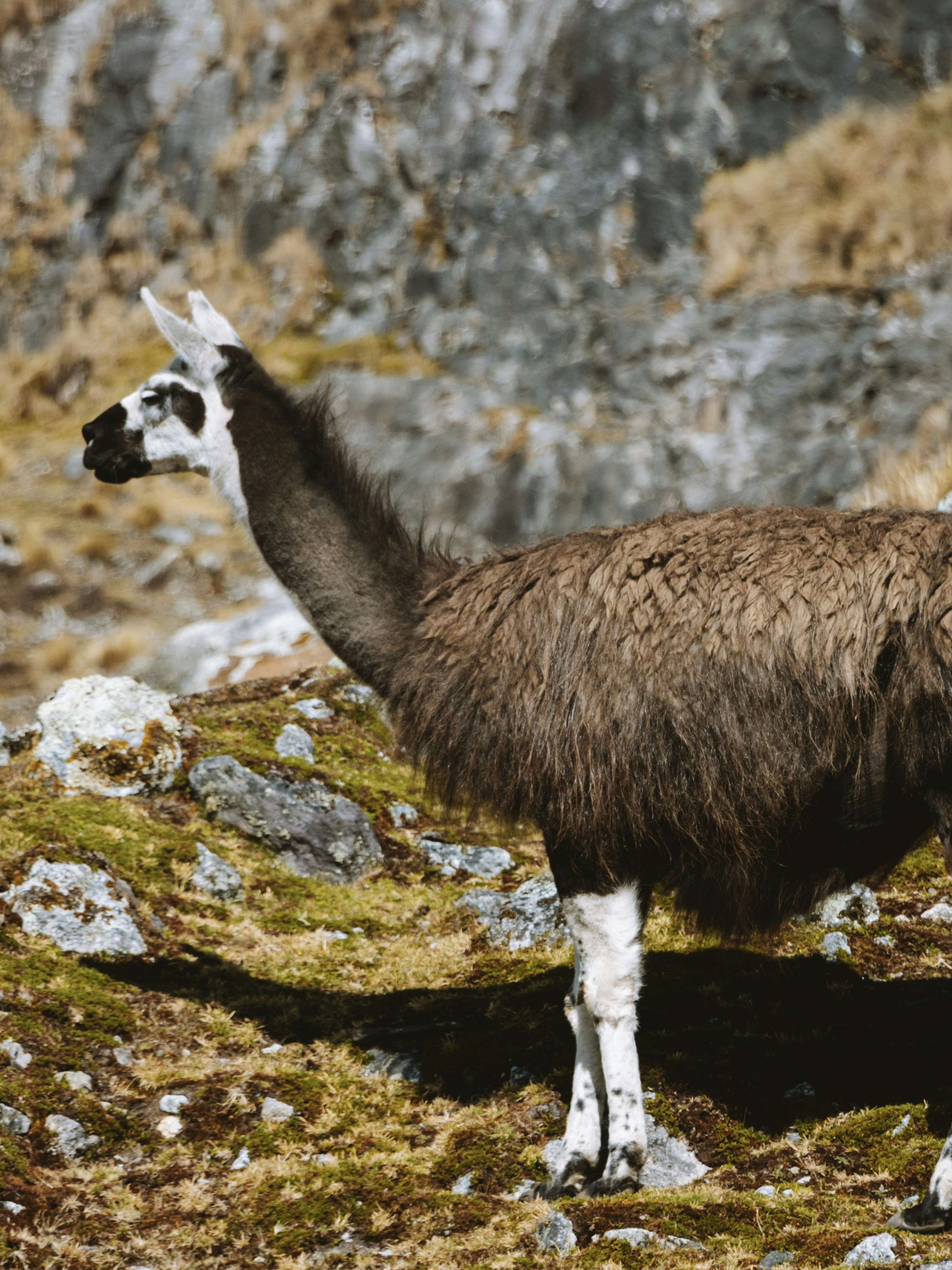 Alpine Llama on a Mossy Slope Beneath Granite Walls