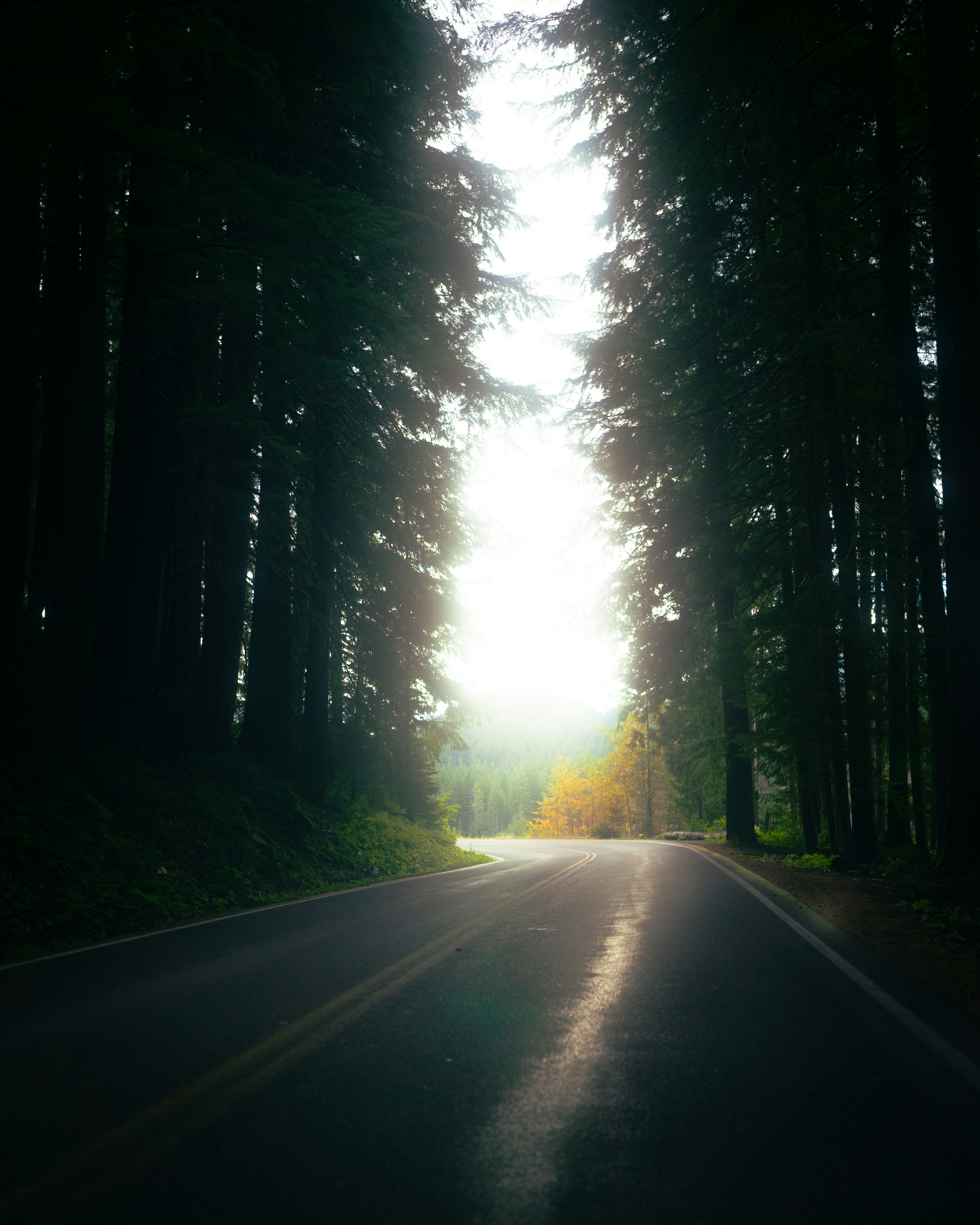 Pine Cathedral at Dawn: The Road to Quiet Light