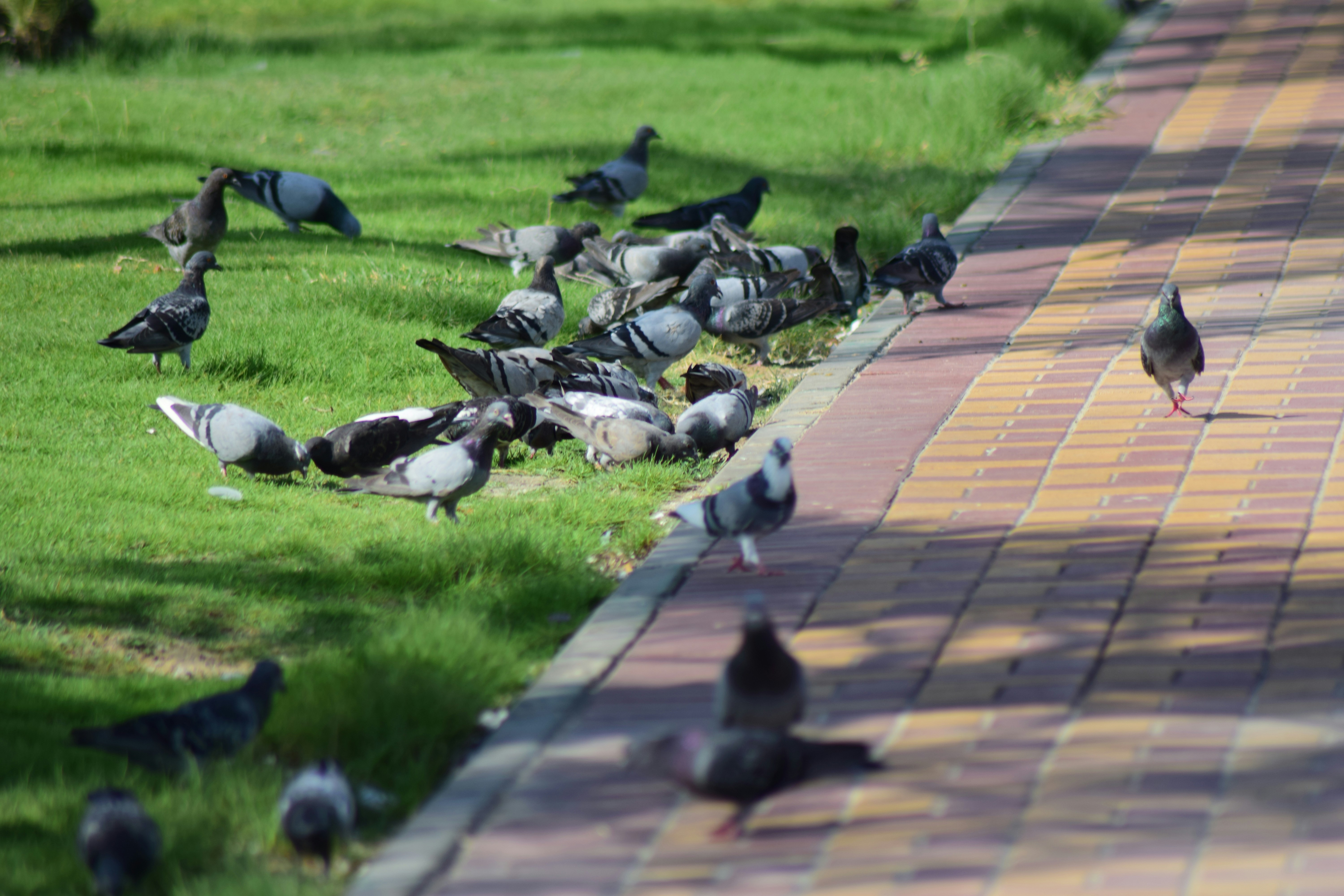 Sunlit Convergence: Pigeons Cluster Along a Park's Tiled Path