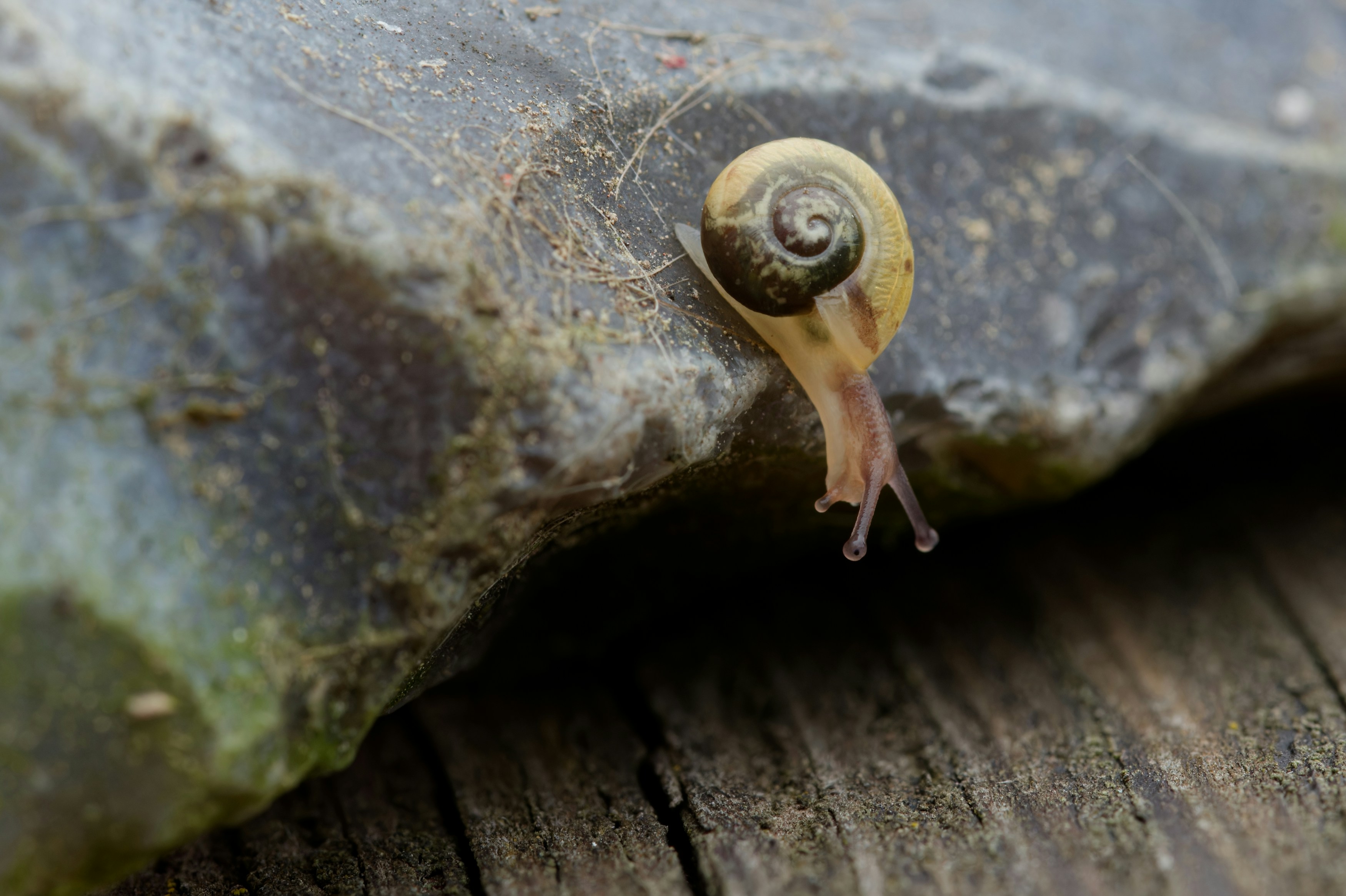 snail with shell crawls over a stone edge | A close up of a snail on a rock