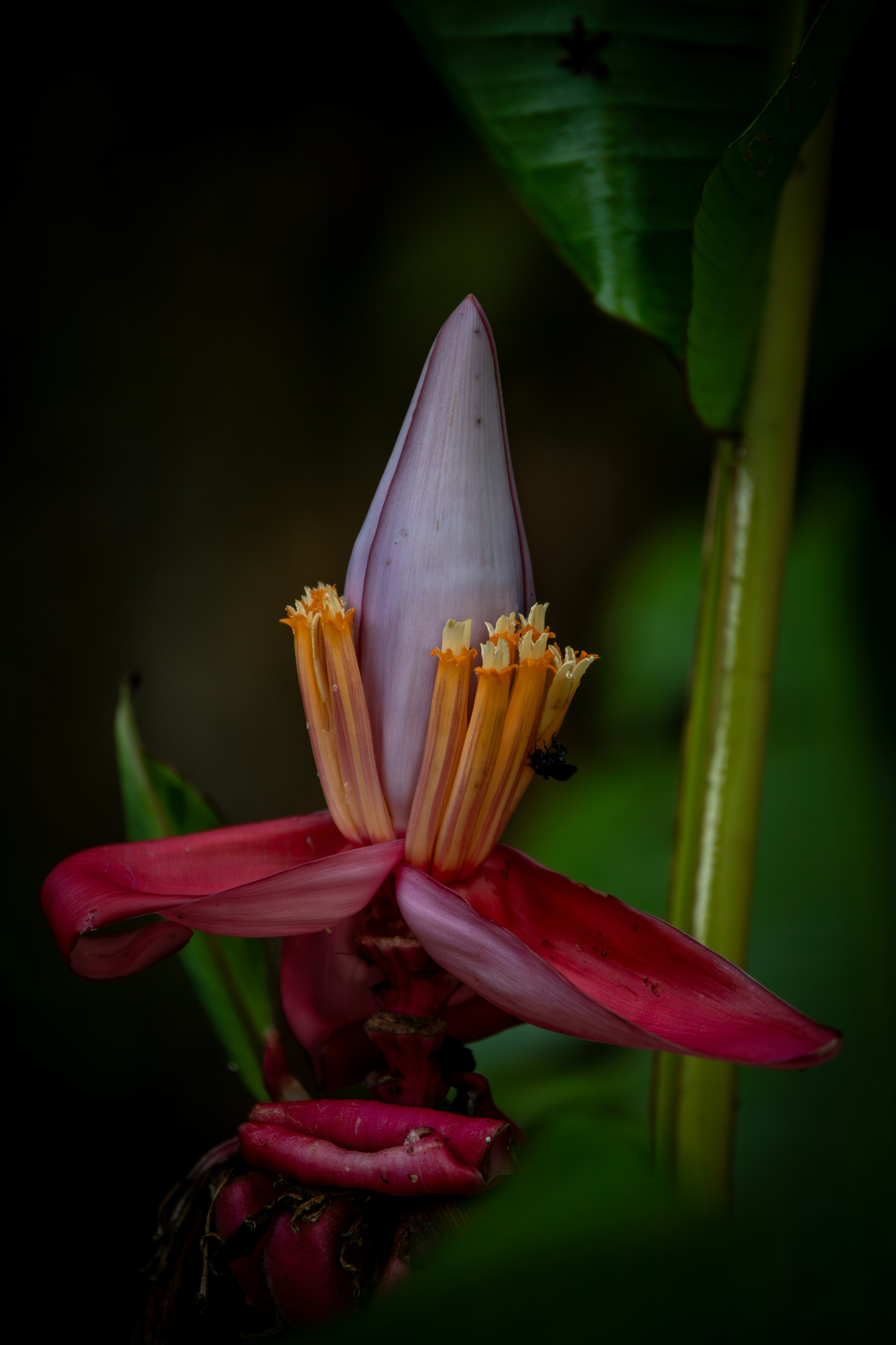 A close-up of a vibrant banana flower with pink petals and orange-yellow stamens emerging from its center. The delicate blossom is set against a backdrop of green leaves, showcasing the intricate details of the tropical plant. The flower is captured in a lush rainforest environment, highlighting its natural beauty and exotic appearance.