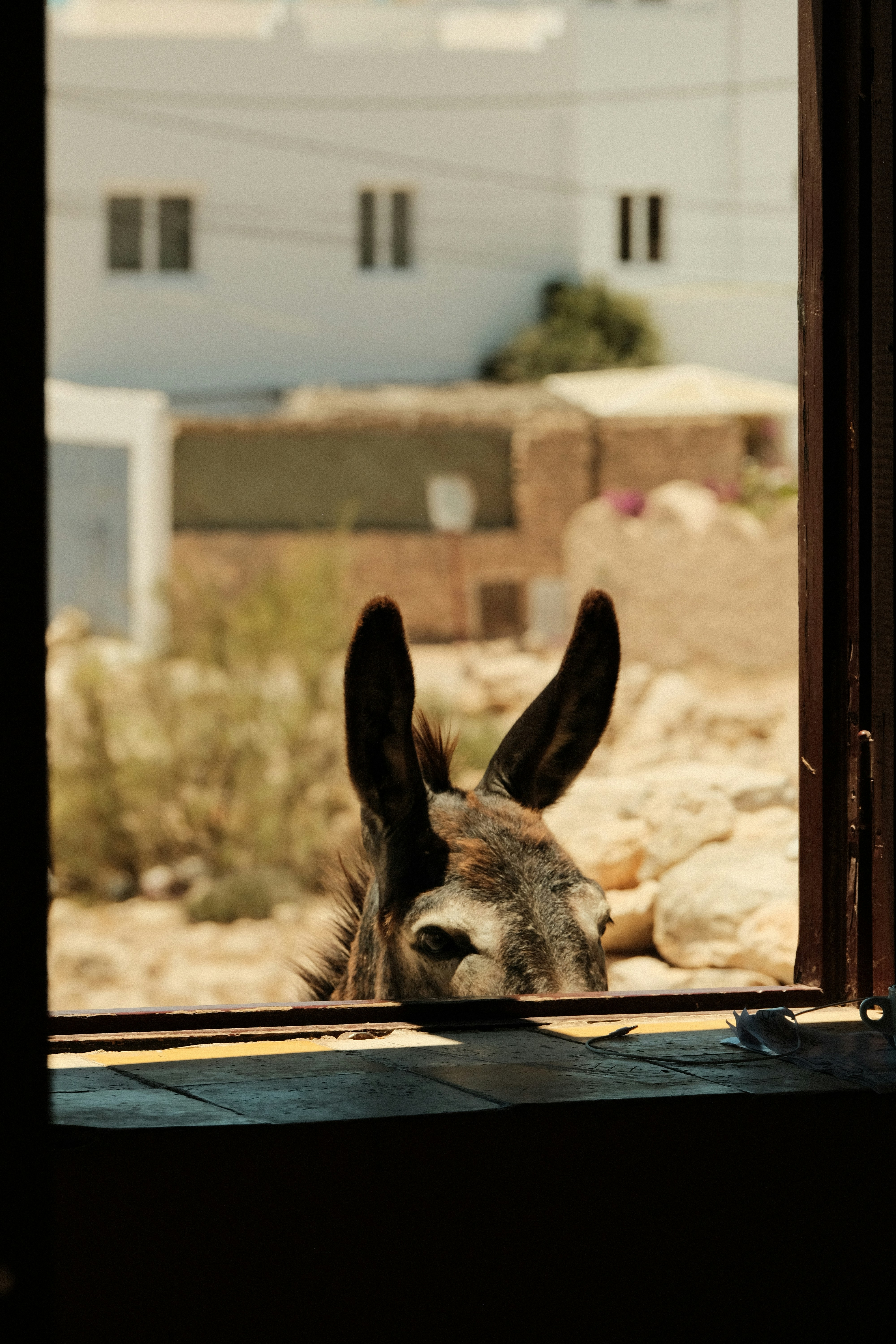A donkey looking out a window at the camera photo – Free Donkey Image ...