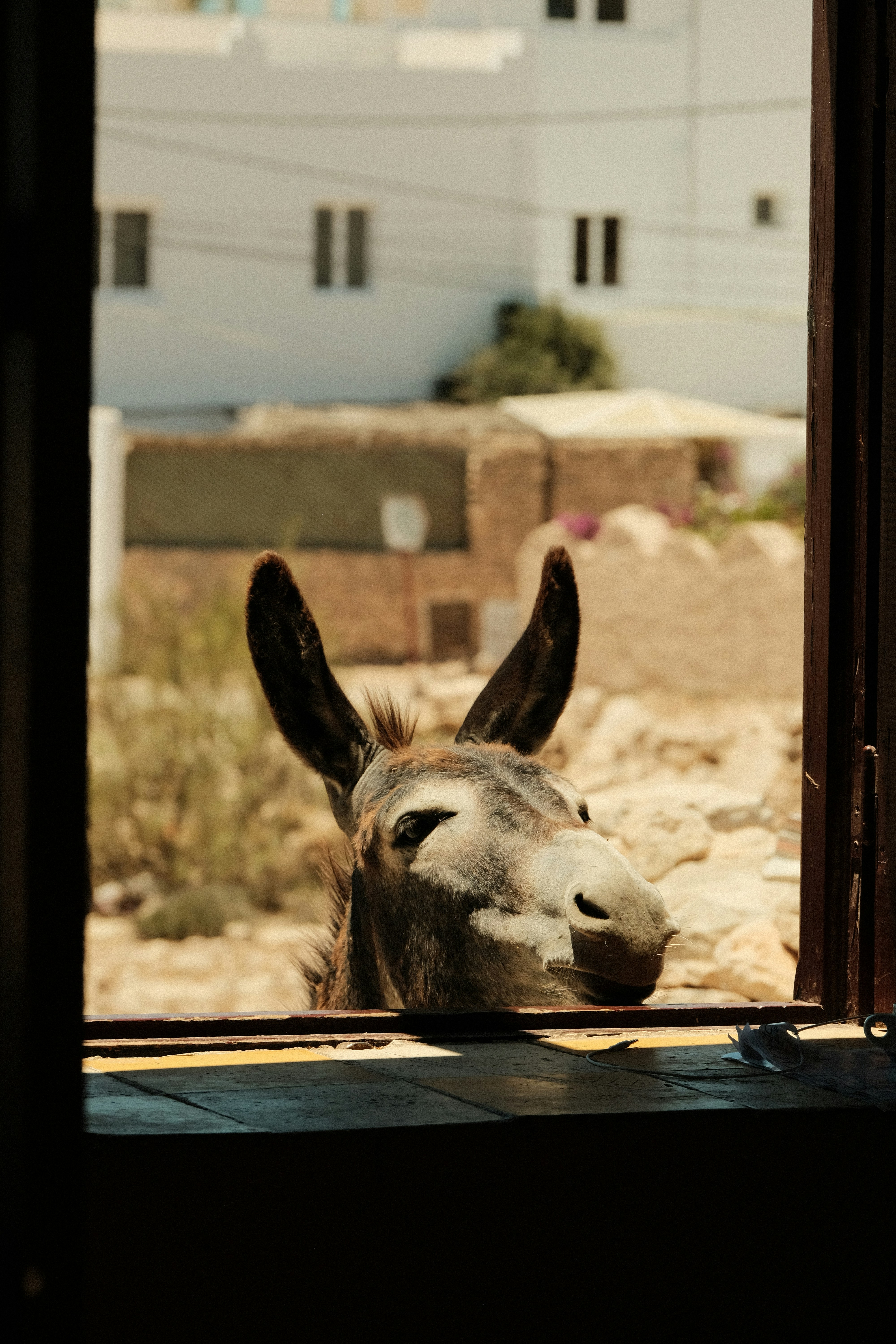 A donkey looking out a window at the camera photo – Free Animal Image ...