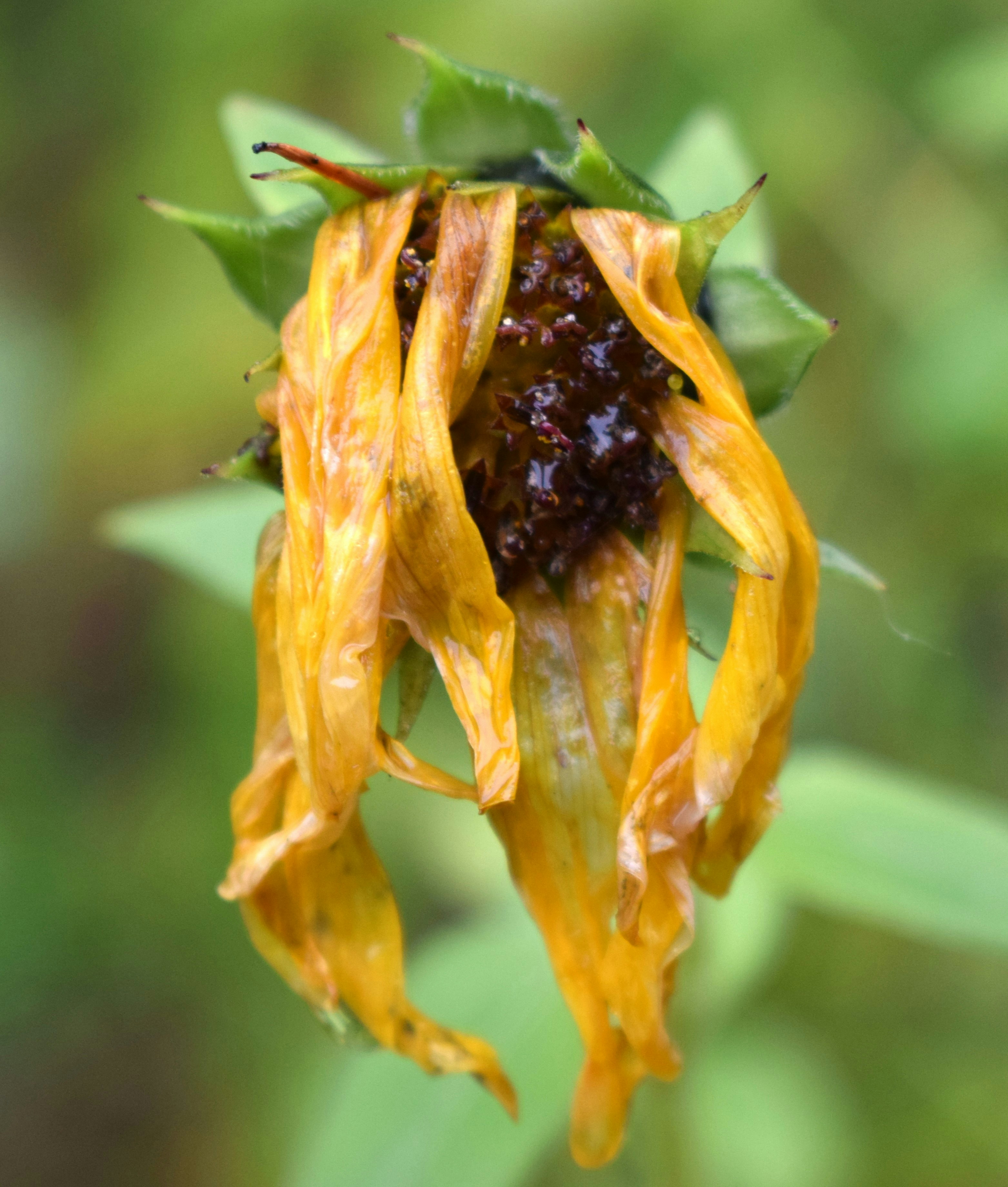 Withered Golden Petals Framing a Dark Center